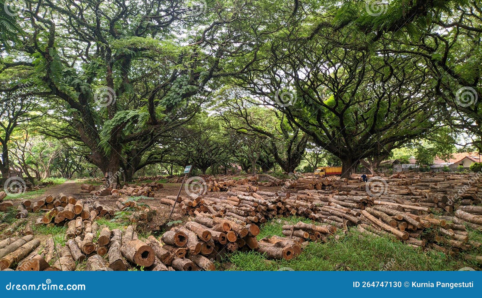Samanea Saman Garden stock photo. Image of vegetation - 264747130