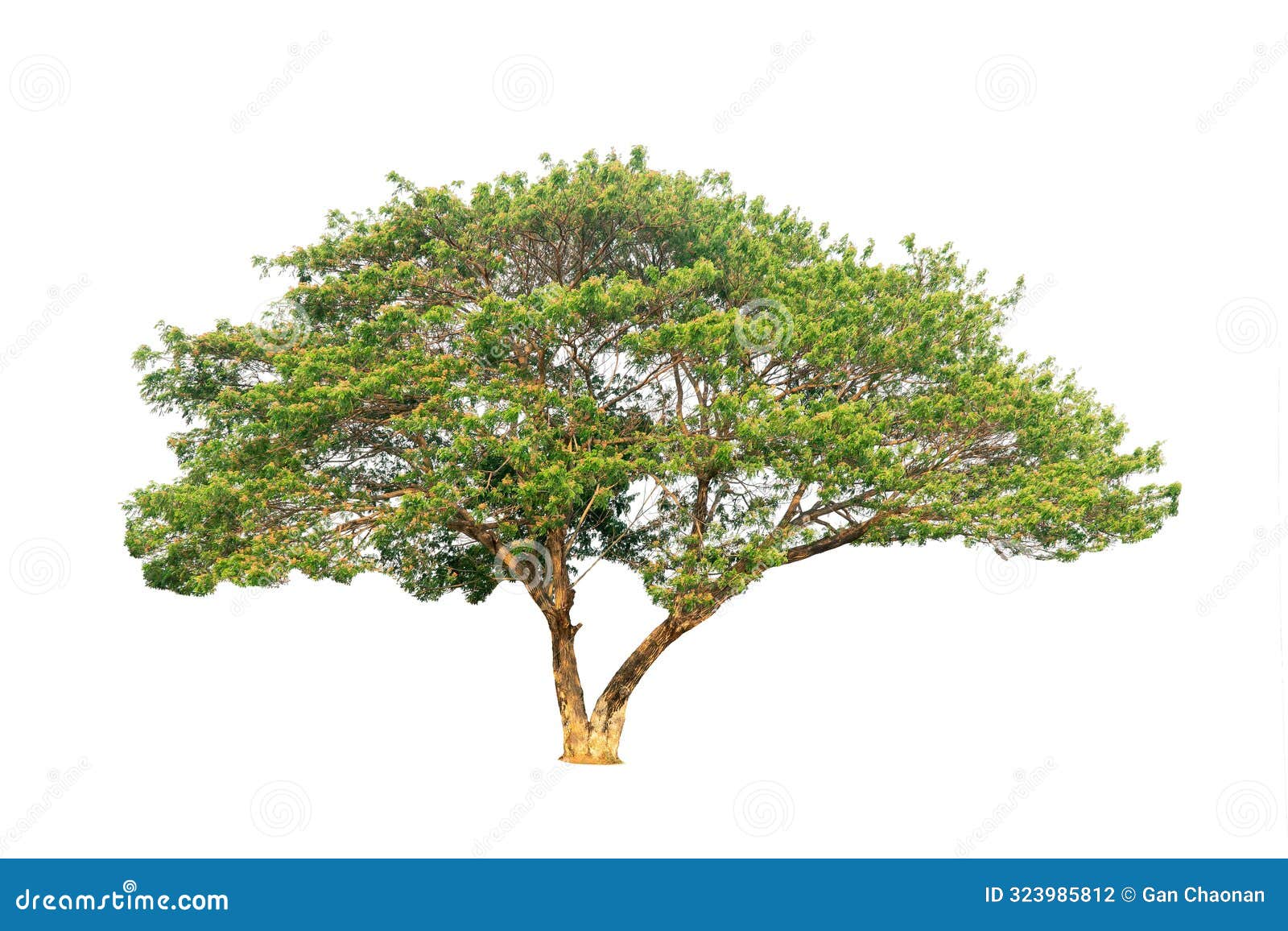 Samanea Saman, Isolated Tree on White Background, Rain Isolated Tree on ...