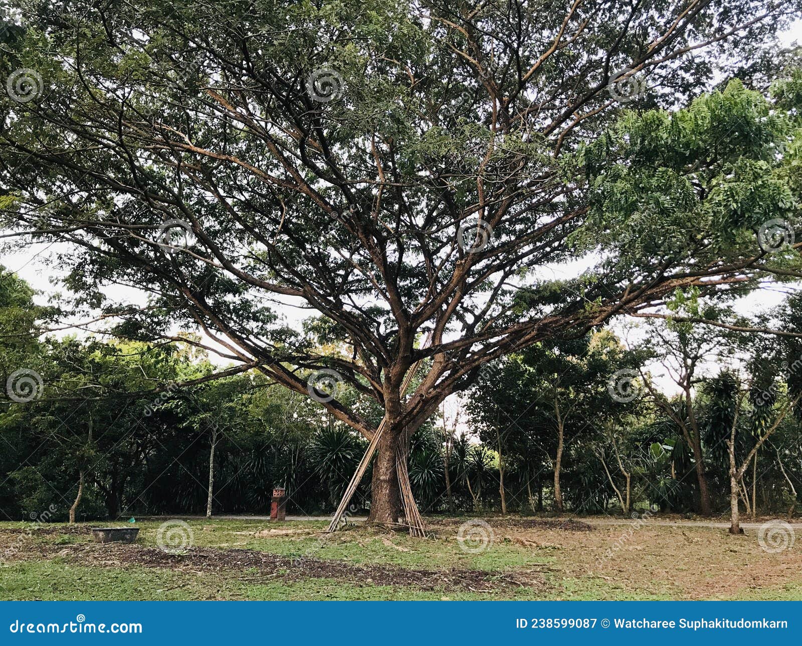 Samanea Saman or Rain Tree or Monkey Pod Tree in Thailand. Stock Image ...