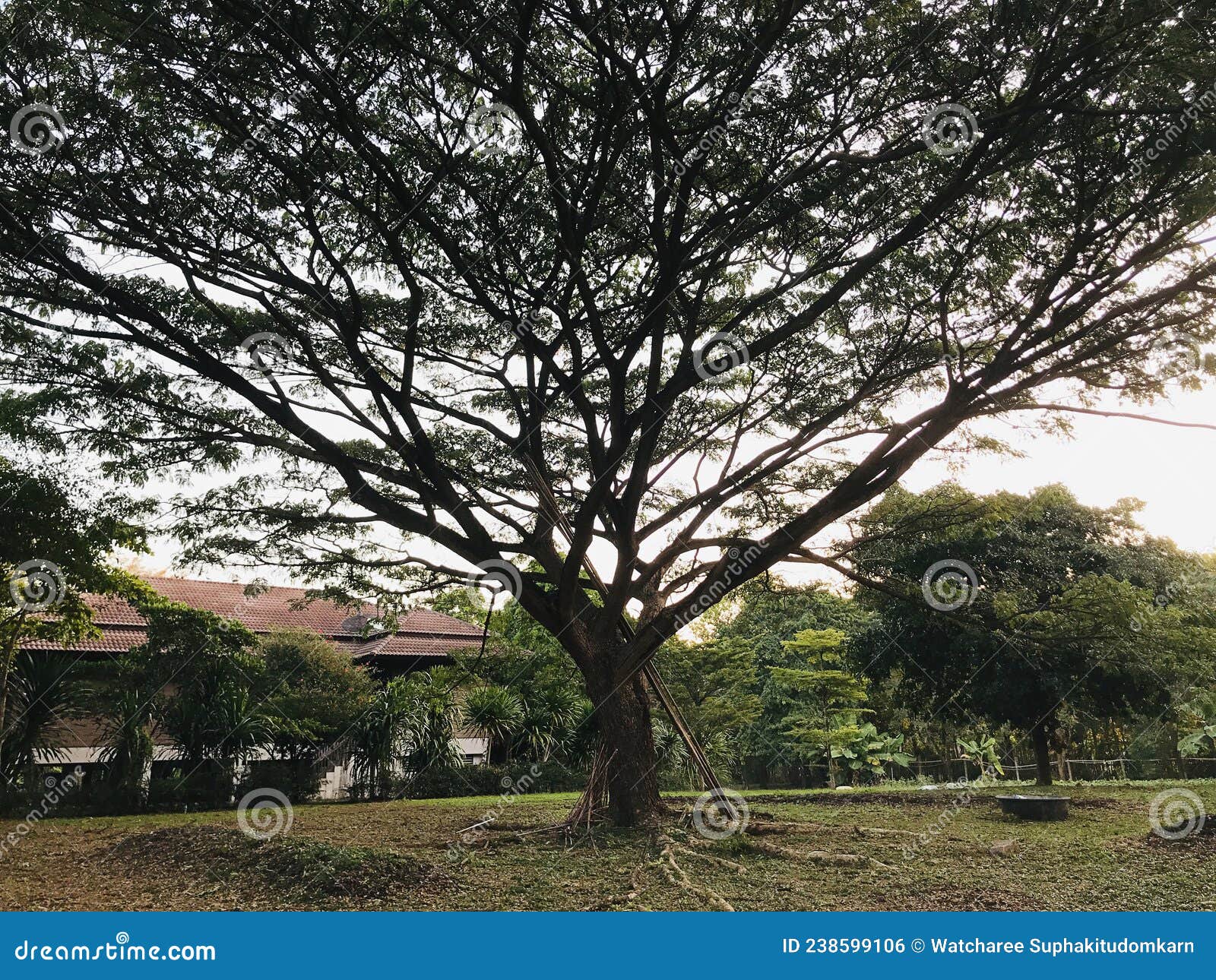 Samanea Saman or Rain Tree or Monkey Pod Tree in Thailand. Stock Photo ...