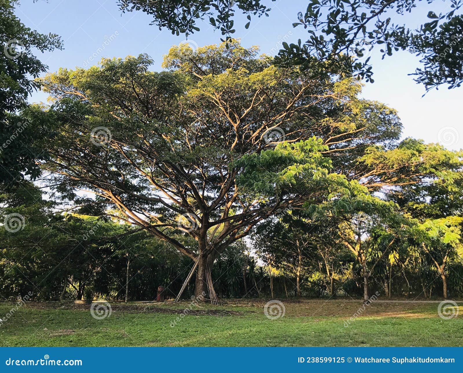 Samanea Saman or Rain Tree or Monkey Pod Tree in Thailand. Stock Image ...