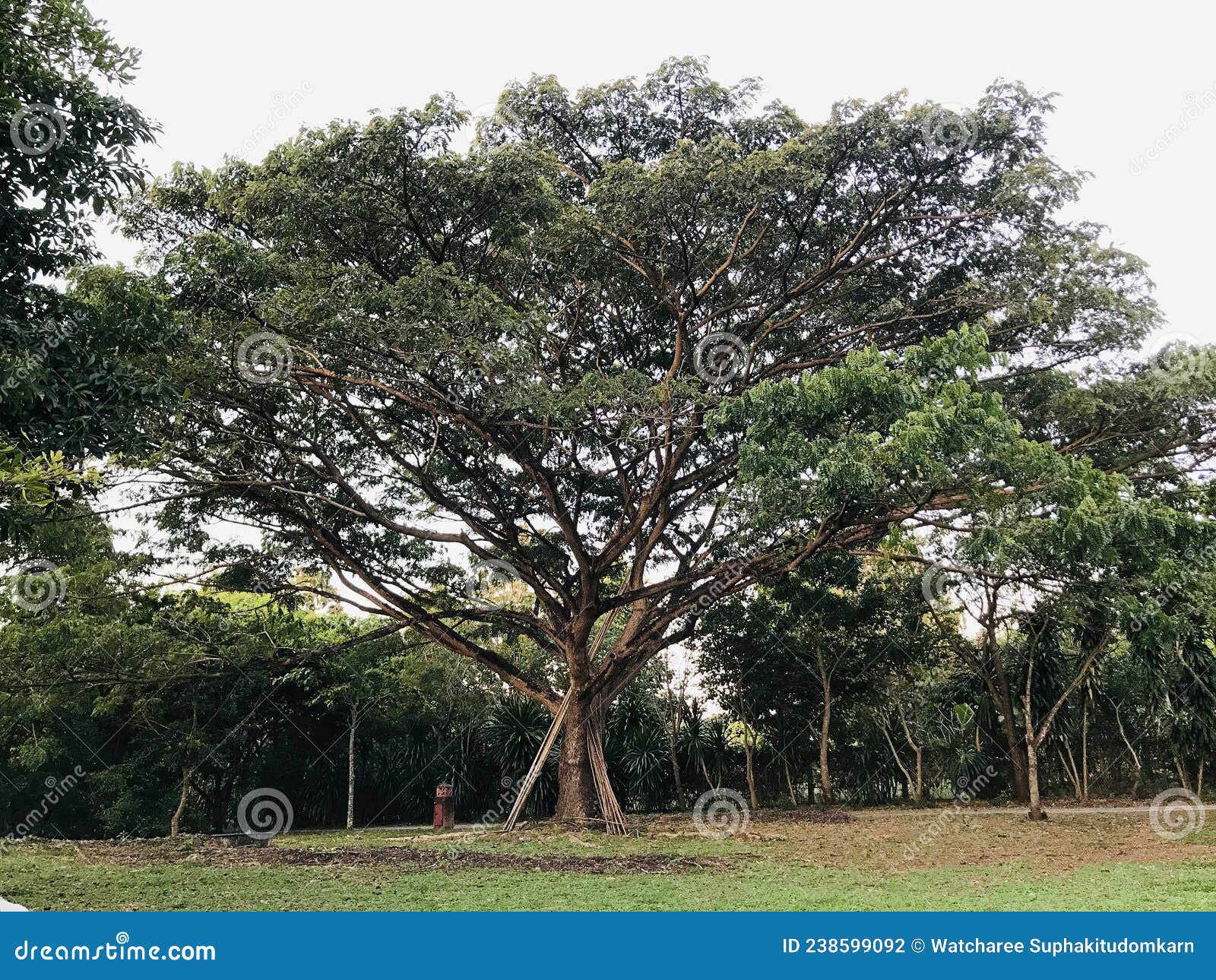 Samanea Saman or Rain Tree or Monkey Pod Tree in Thailand. Stock Photo ...
