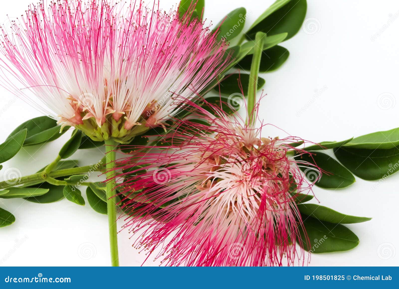 Samanea saman stock image. Image of background, green - 198501825