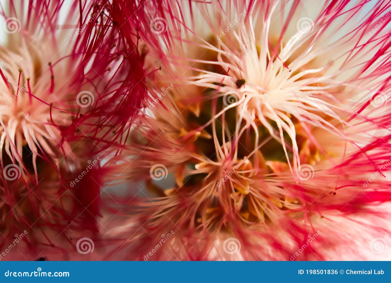 Samanea saman stock photo. Image of blooming, leaf, nature - 198501836