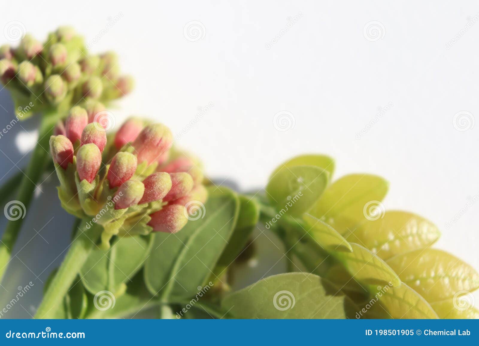 Samanea saman stock image. Image of bloom, macro, flower - 198501905