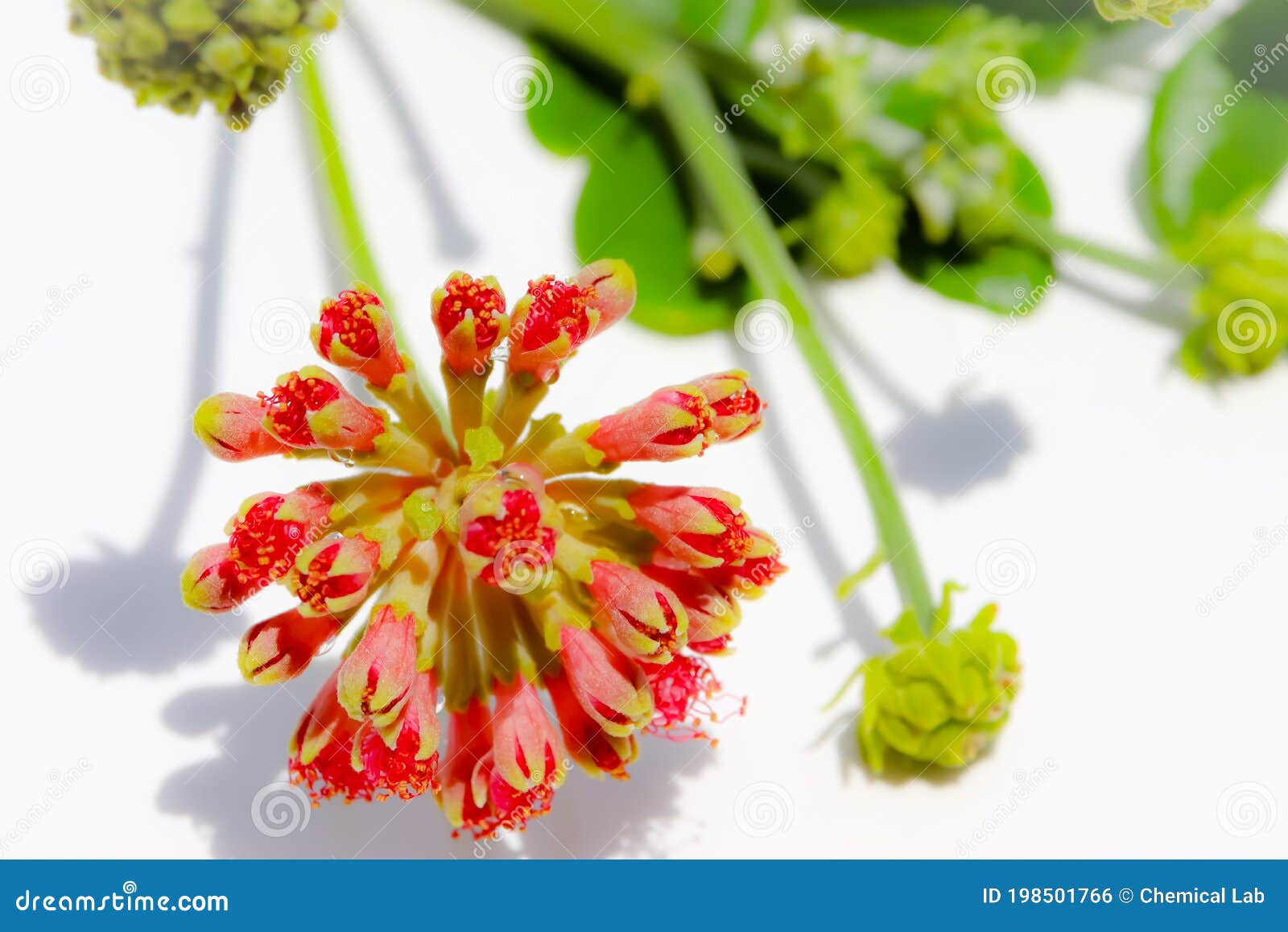 Samanea saman stock photo. Image of asia, natural, diet - 198501766