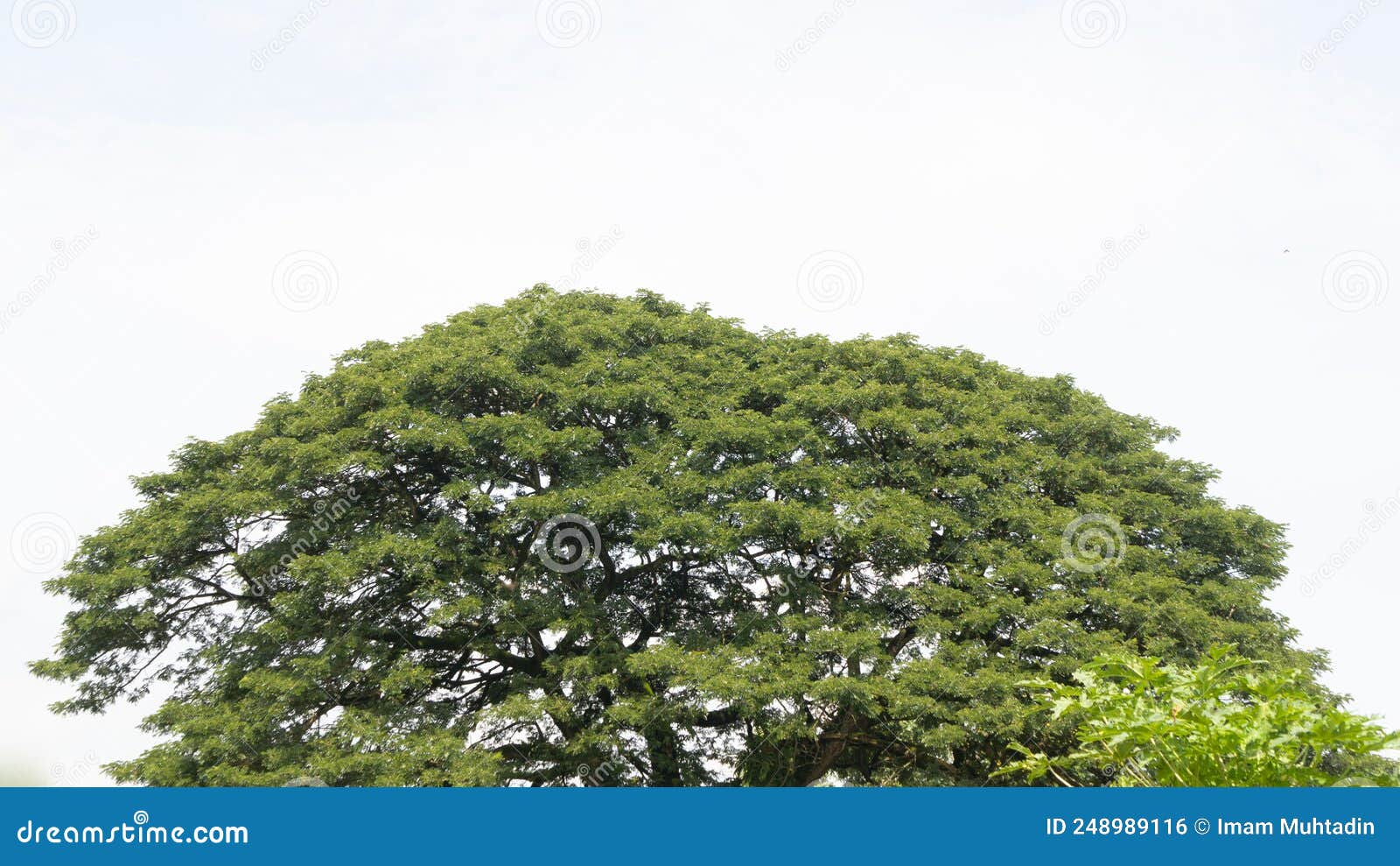 The Samanea Saman Tree is Large Stock Photo - Image of botany, jungle ...
