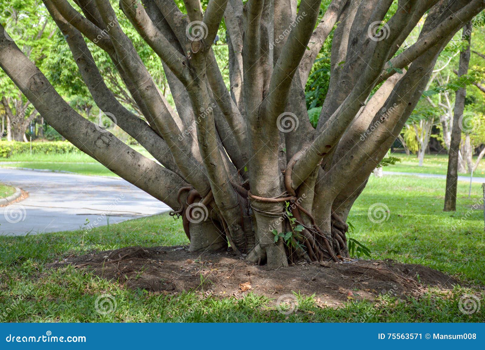Samanea saman tree stock image. Image of saman, samanea - 75563571