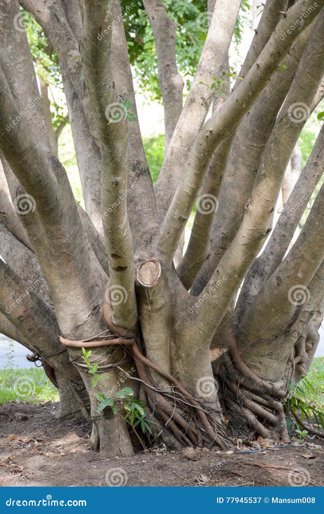 Samanea saman tree stock image. Image of weed, banyan - 77945537