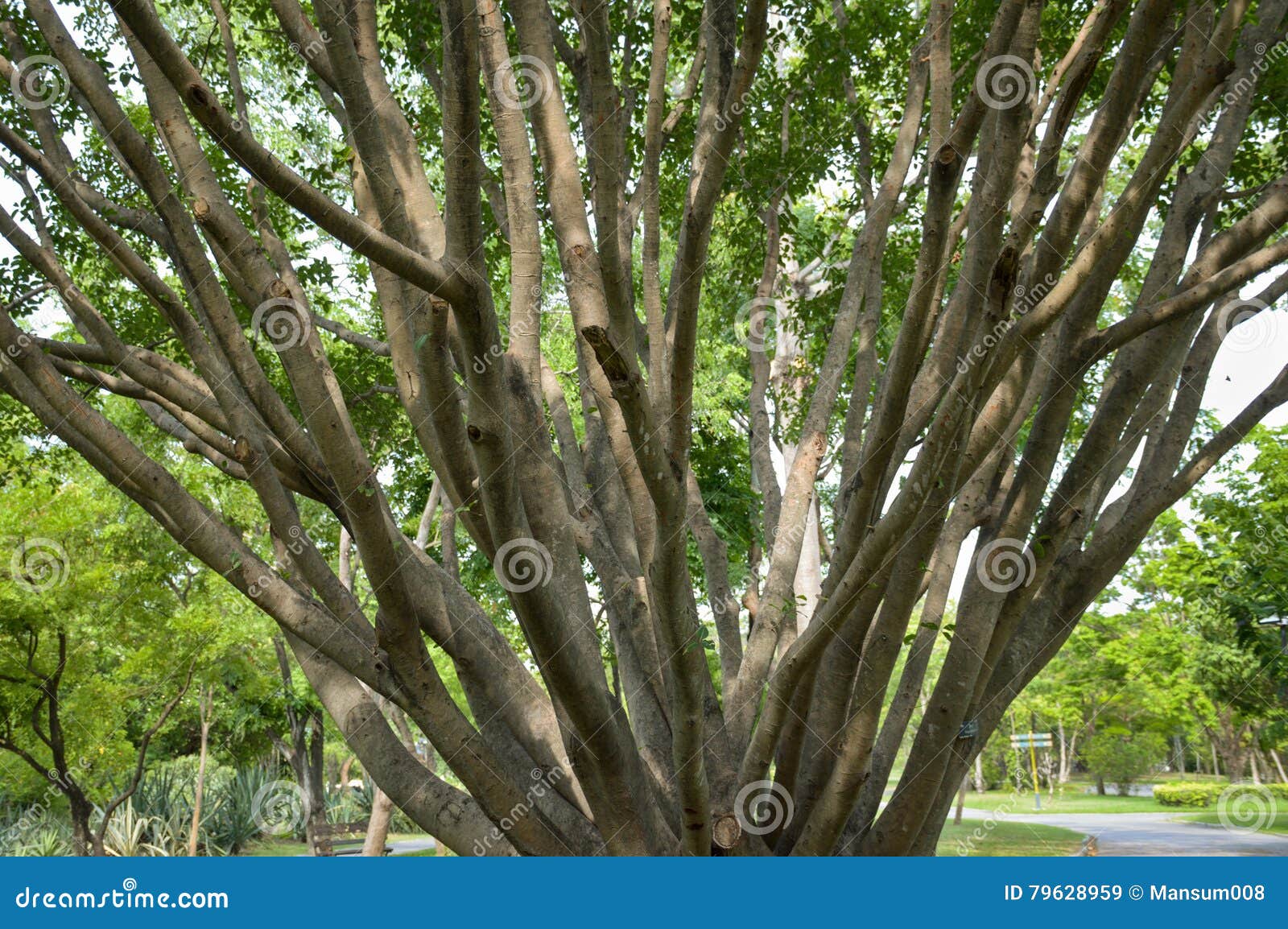 Samanea saman tree stock image. Image of east, indian - 79628959