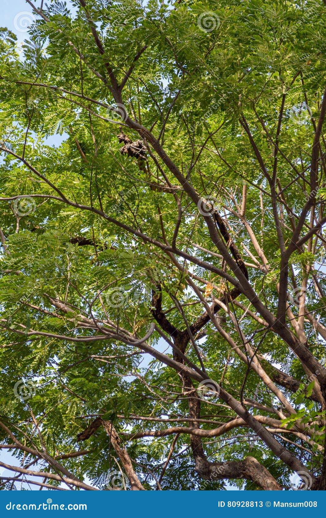 Samanea saman tree stock image. Image of tree, outdoor - 80928813