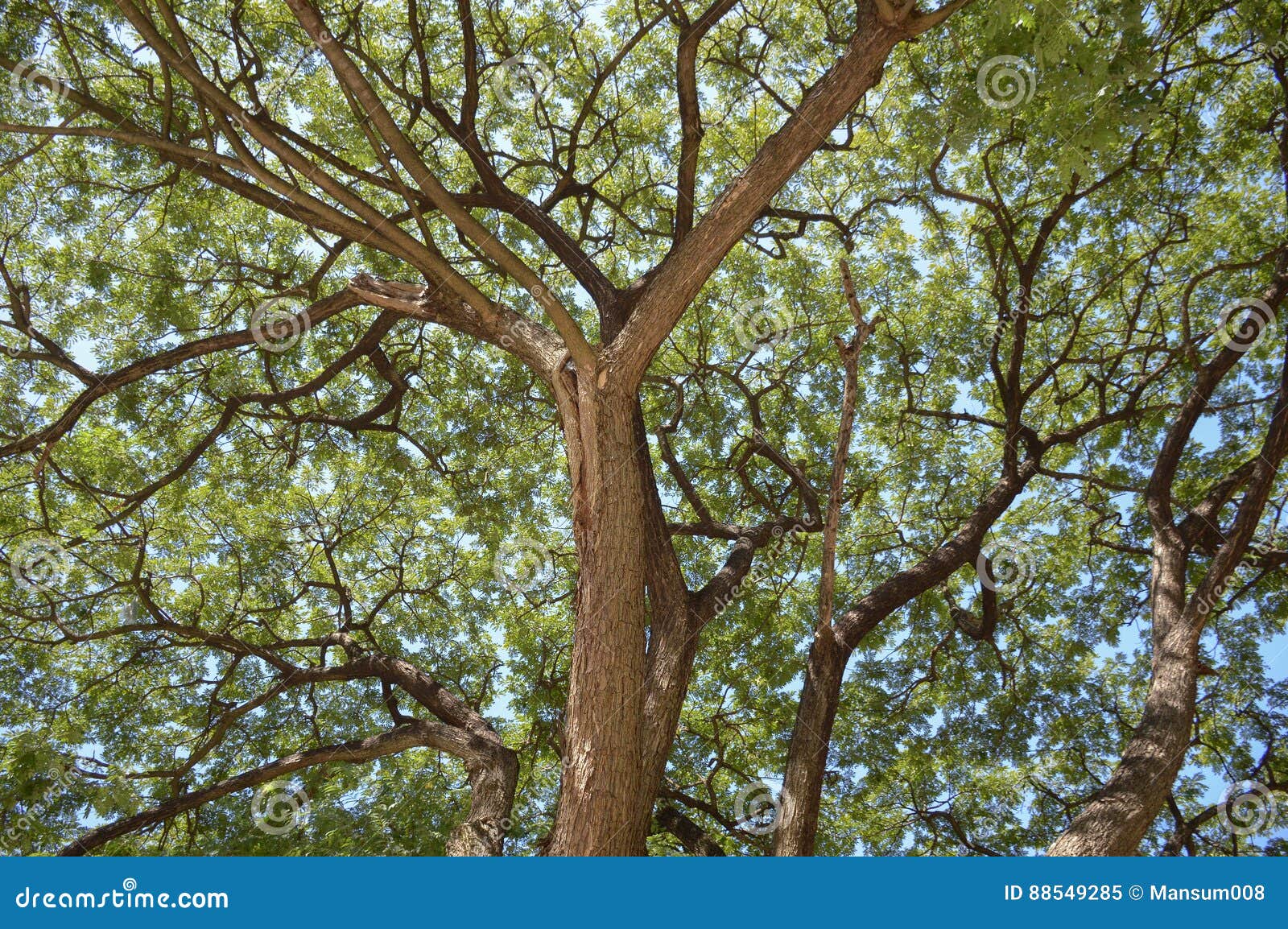 Samanea saman tree stock image. Image of outdoor, foliage - 88549285