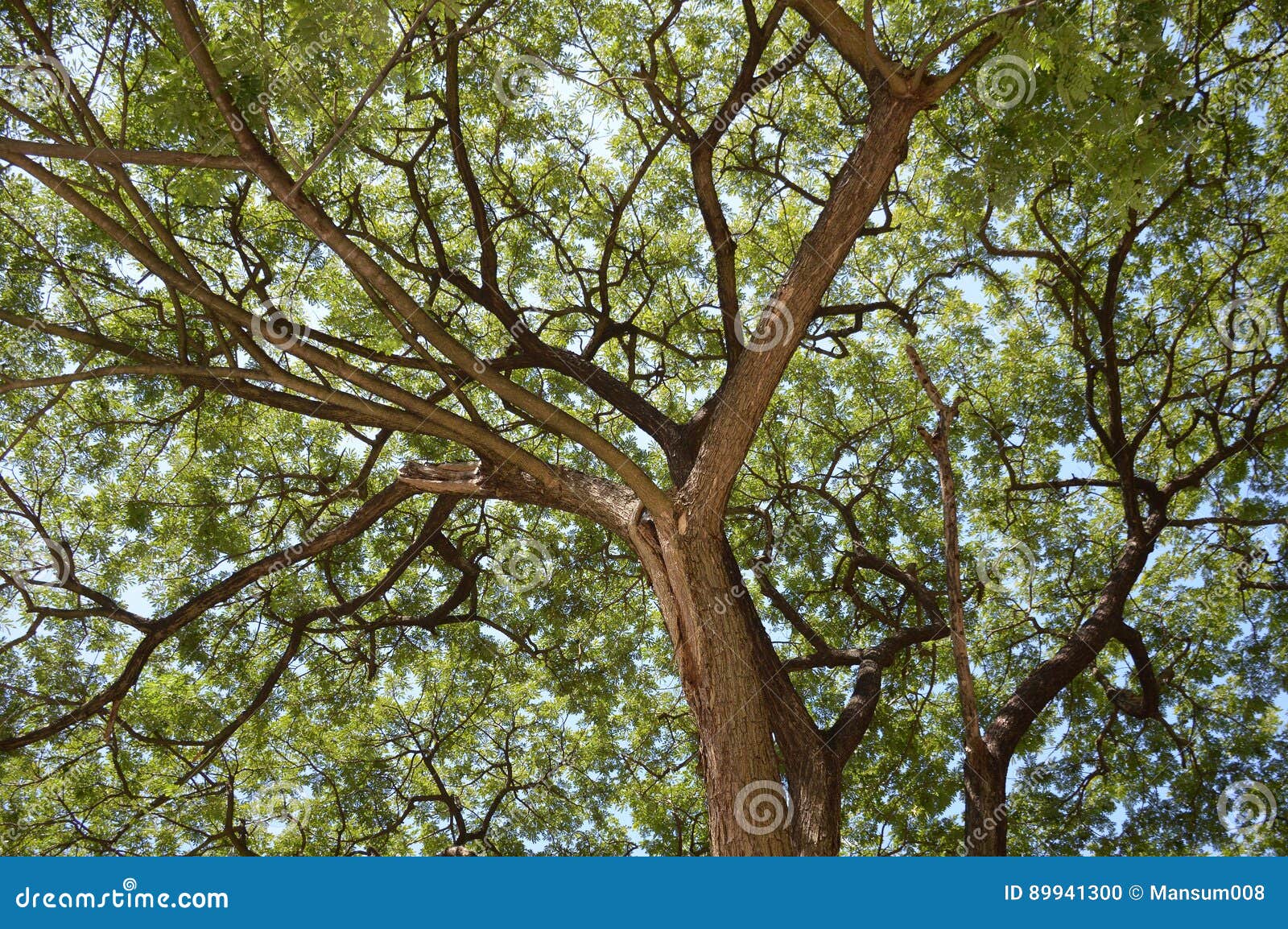Samanea saman tree stock photo. Image of foliage, tree - 89941300