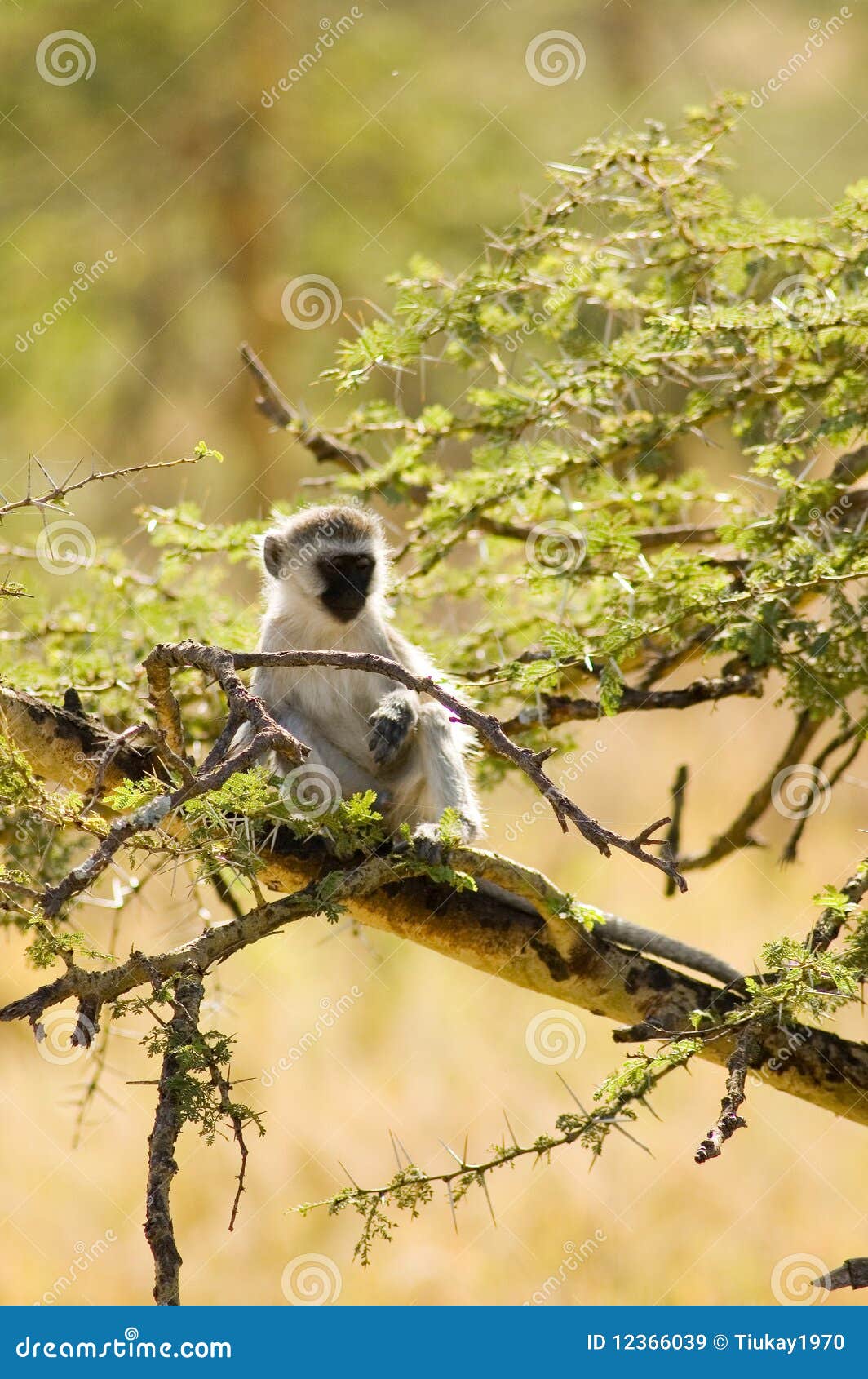 Samango (blue monkey) -5 stock image. Image of mitis - 12366039