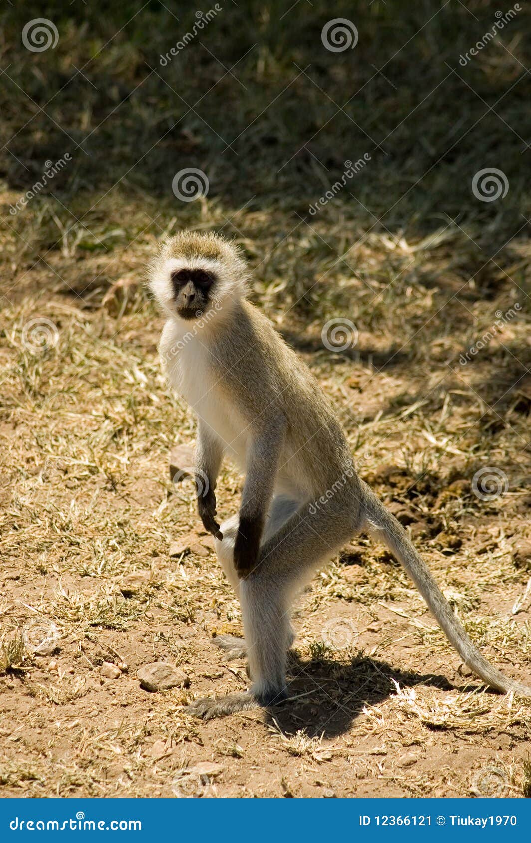 Samango (blue monkey) -8 stock image. Image of grass - 12366121