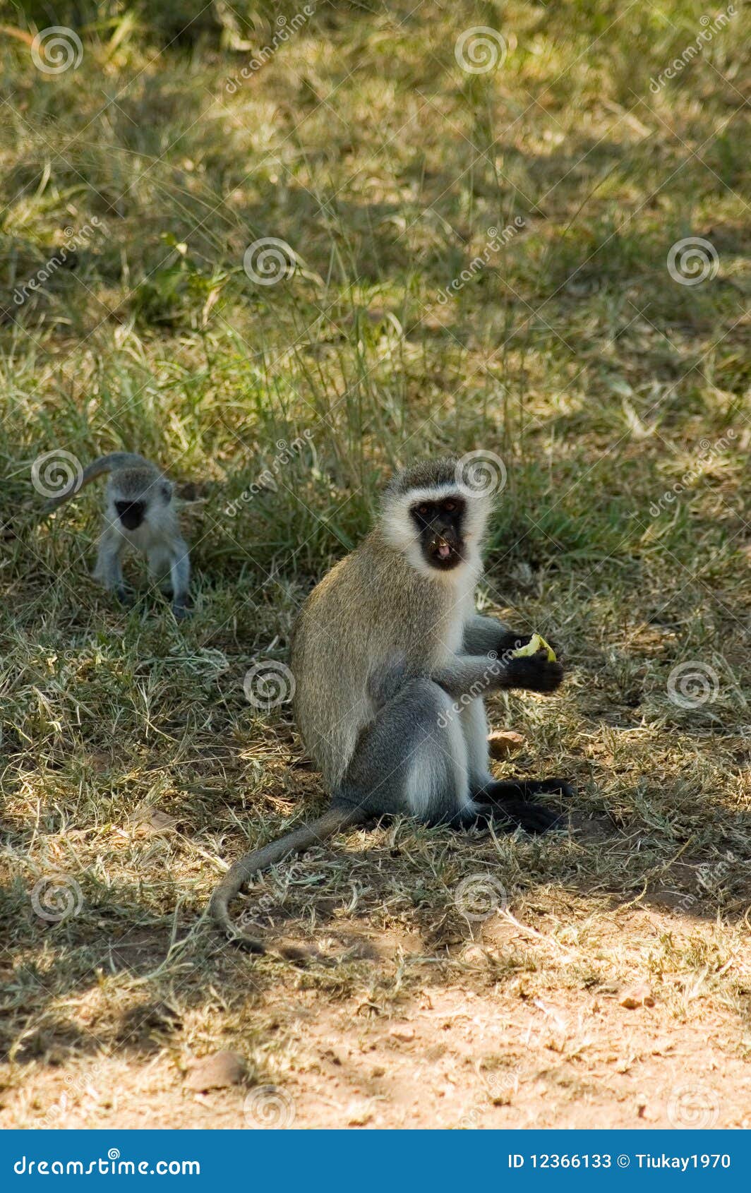 Samango (blue monkey) -9 stock image. Image of samango - 12366133