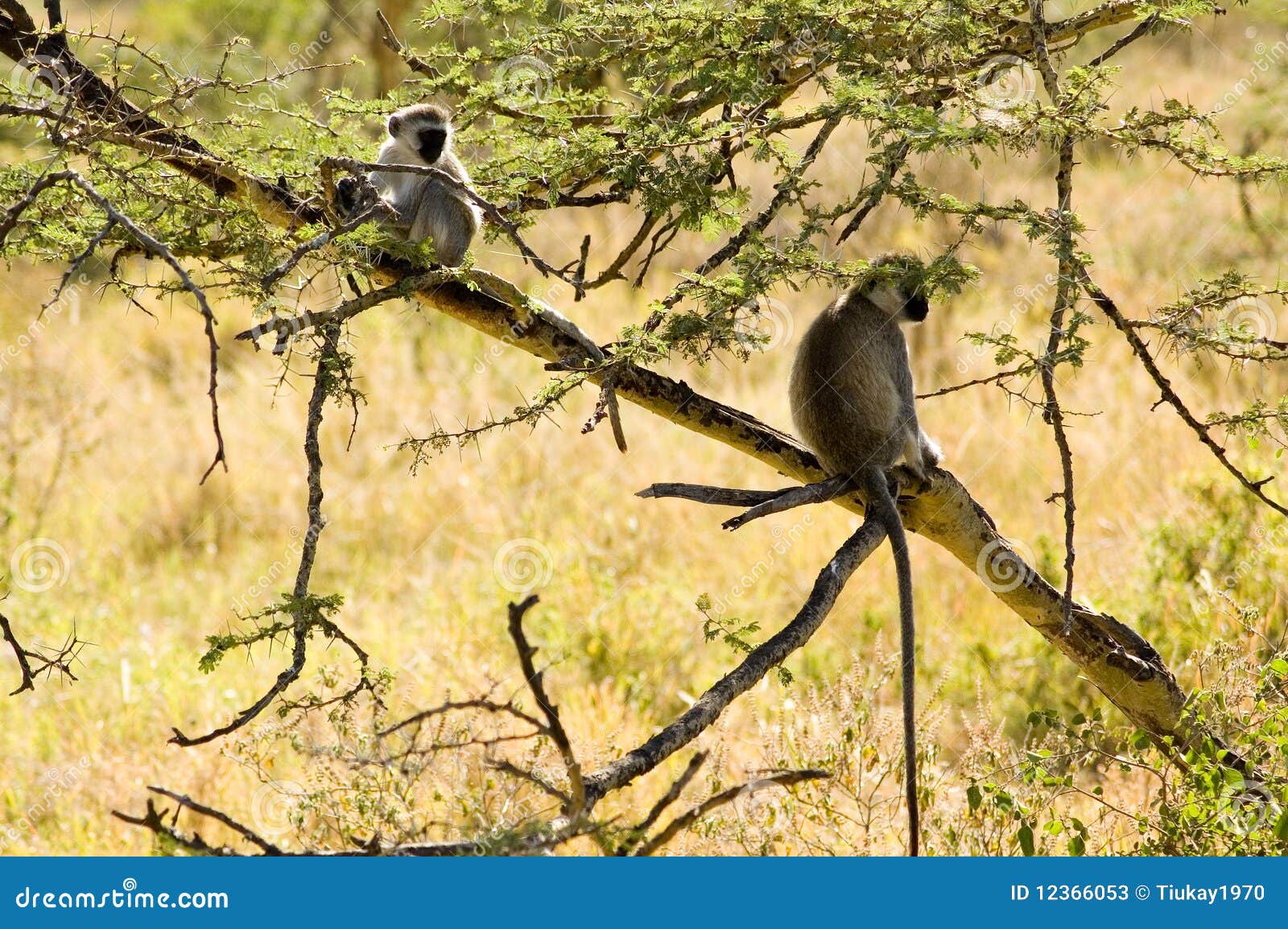 Samango (macaco azul) -6 imagem de stock. Imagem de grama - 12366053