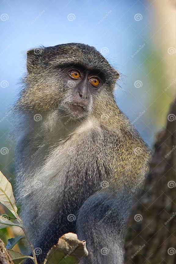Samango Monkey stock image. Image of endangered, africa - 44037565