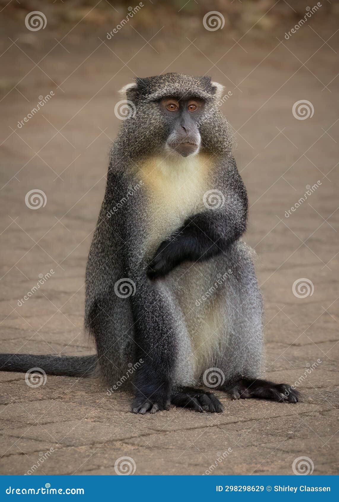 A Samango Monkey Scratching Itself As it Sits in a Carpark in a South ...