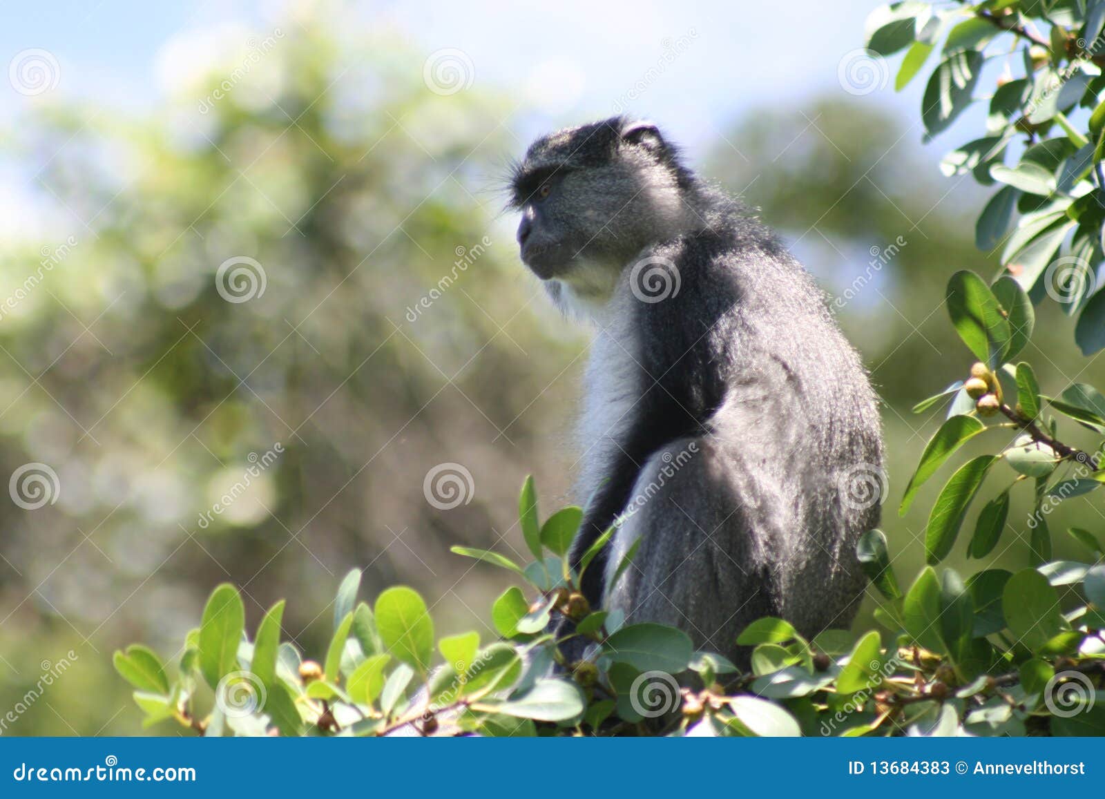 Samango Monkey Sitting in Tree Stock Image - Image of retreat, mountain ...