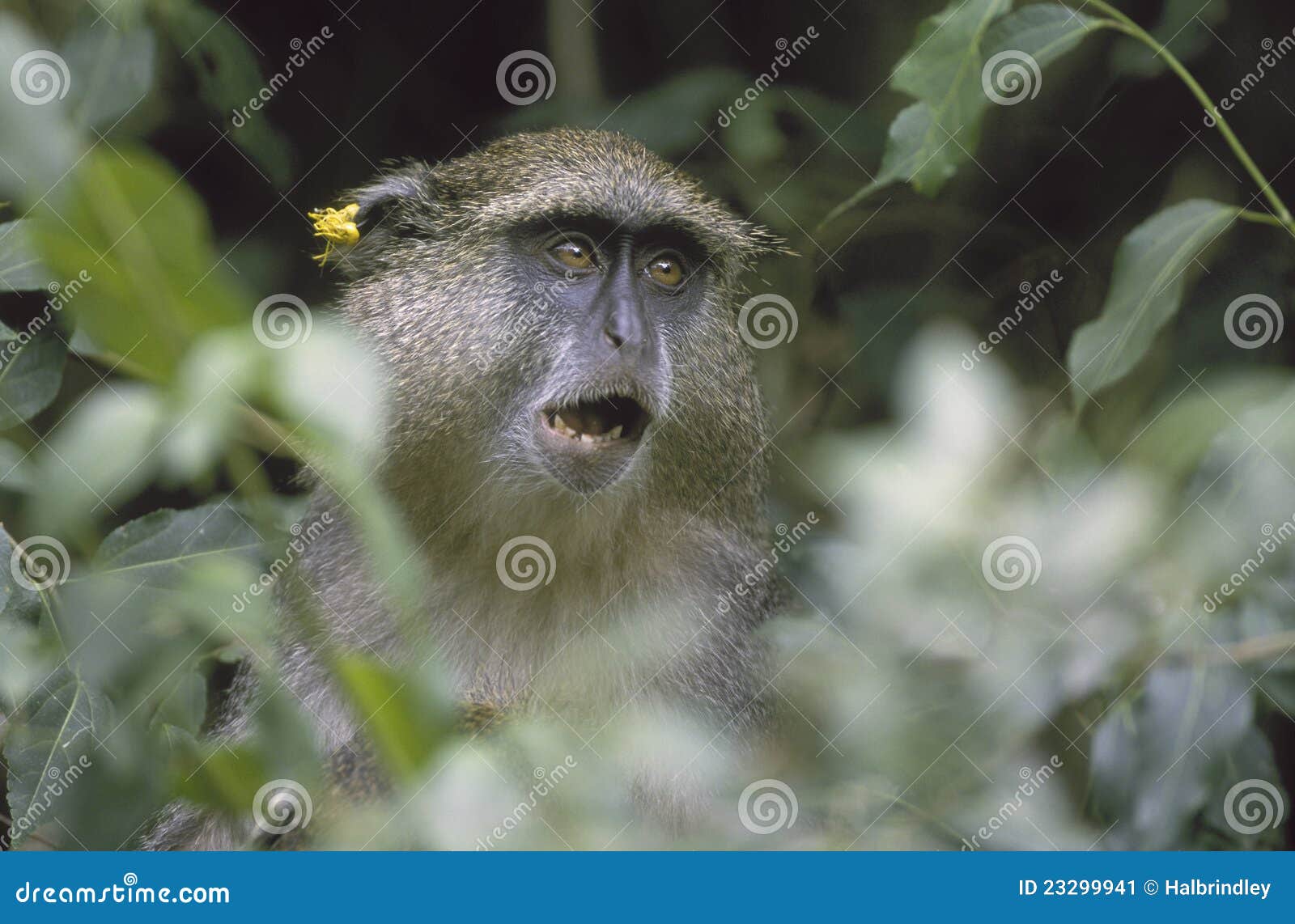 Samango Monkey, South Africa Stock Image - Image of mammal, park: 23299941