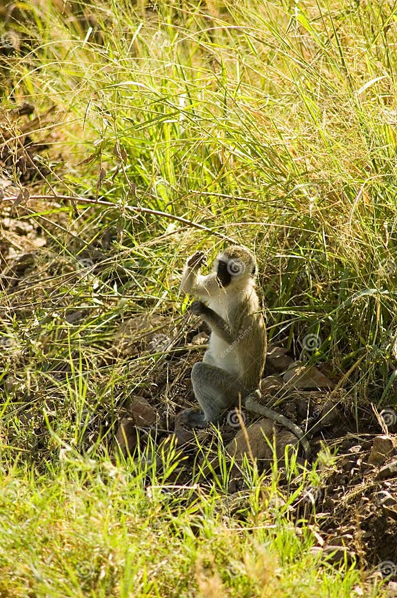 Samango (mono azul) -3 foto de archivo. Imagen de hierba - 12366018