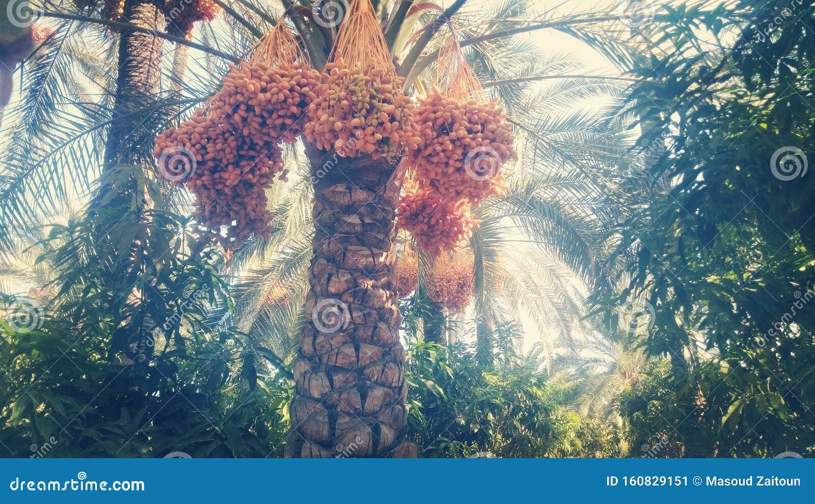 Samani Beautiful Palm Tree with Yellow Dates Stock Image - Image of ...