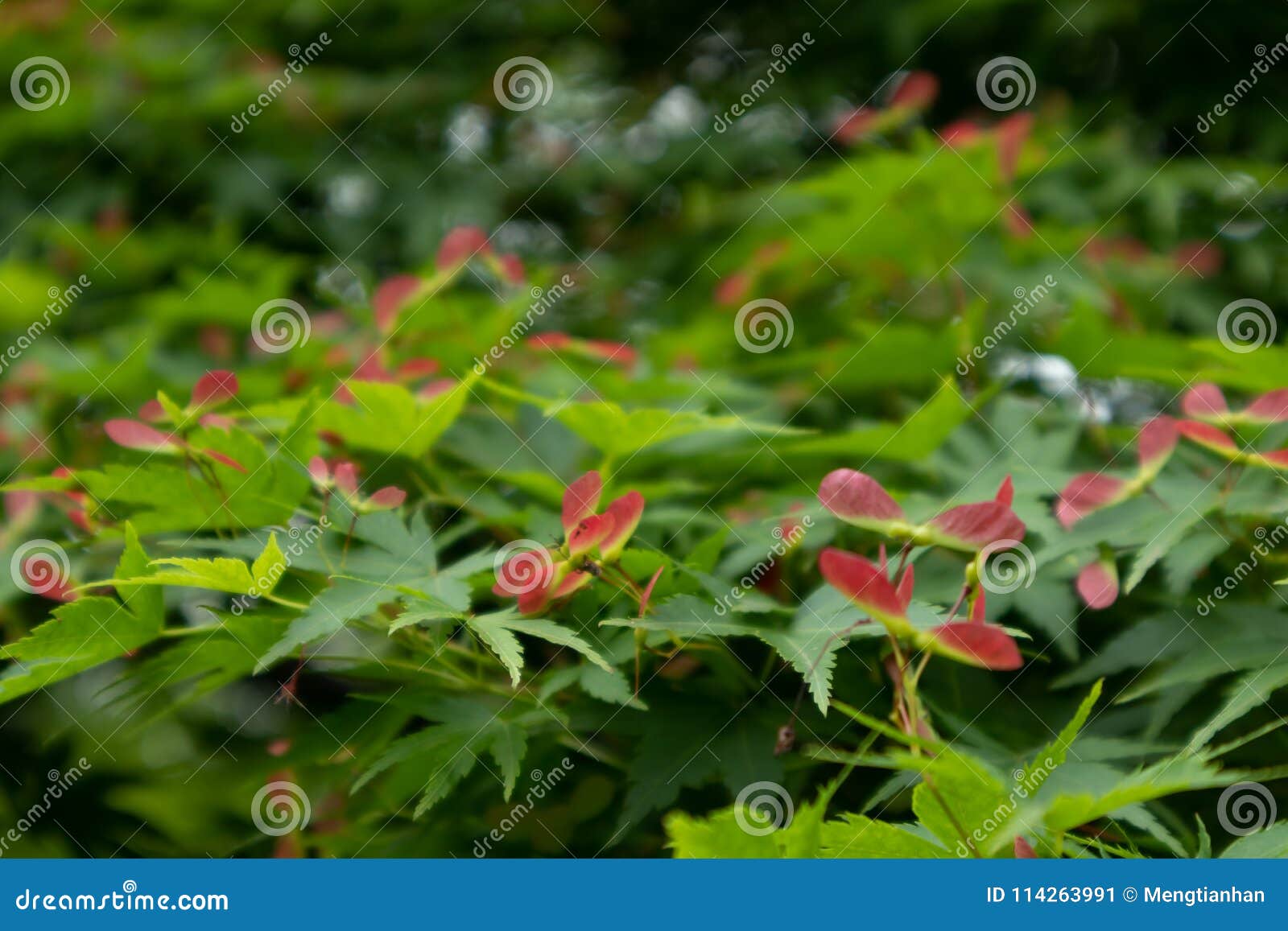 Samara-Acer palmatum Thunb stock afbeelding. Image of maanden - 114263991