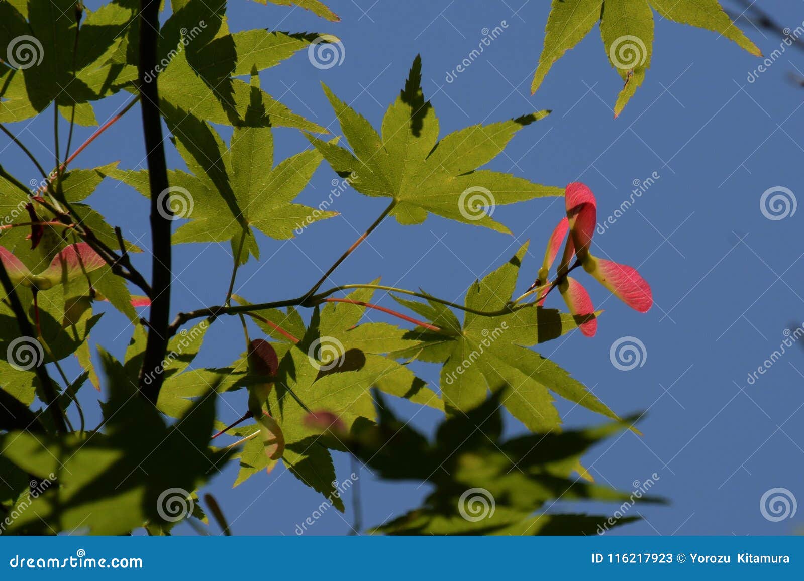 Samara of Acer palmatum stock image. Image of bright - 116217923