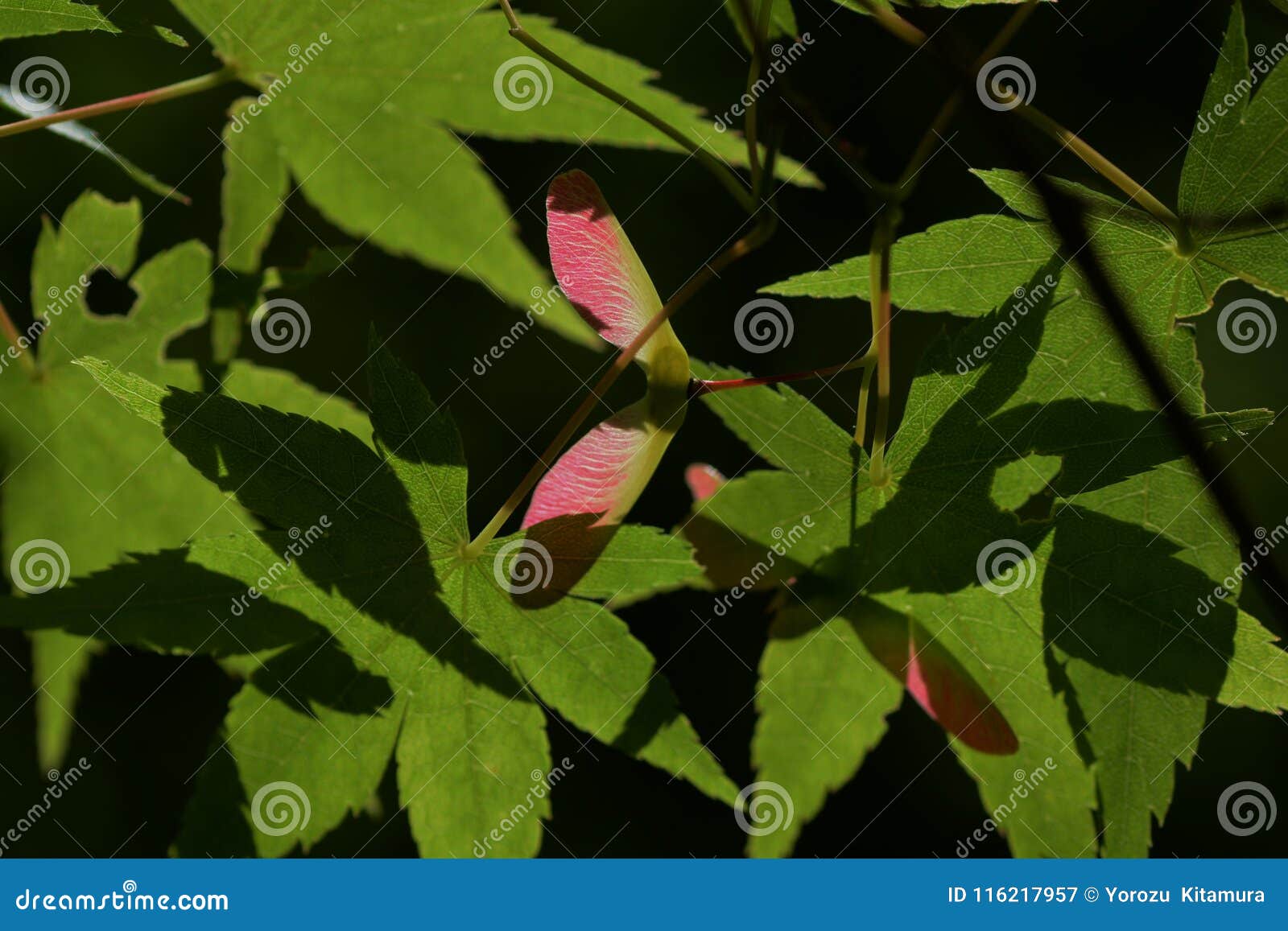Samara of Acer palmatum stock image. Image of decoration - 116217957