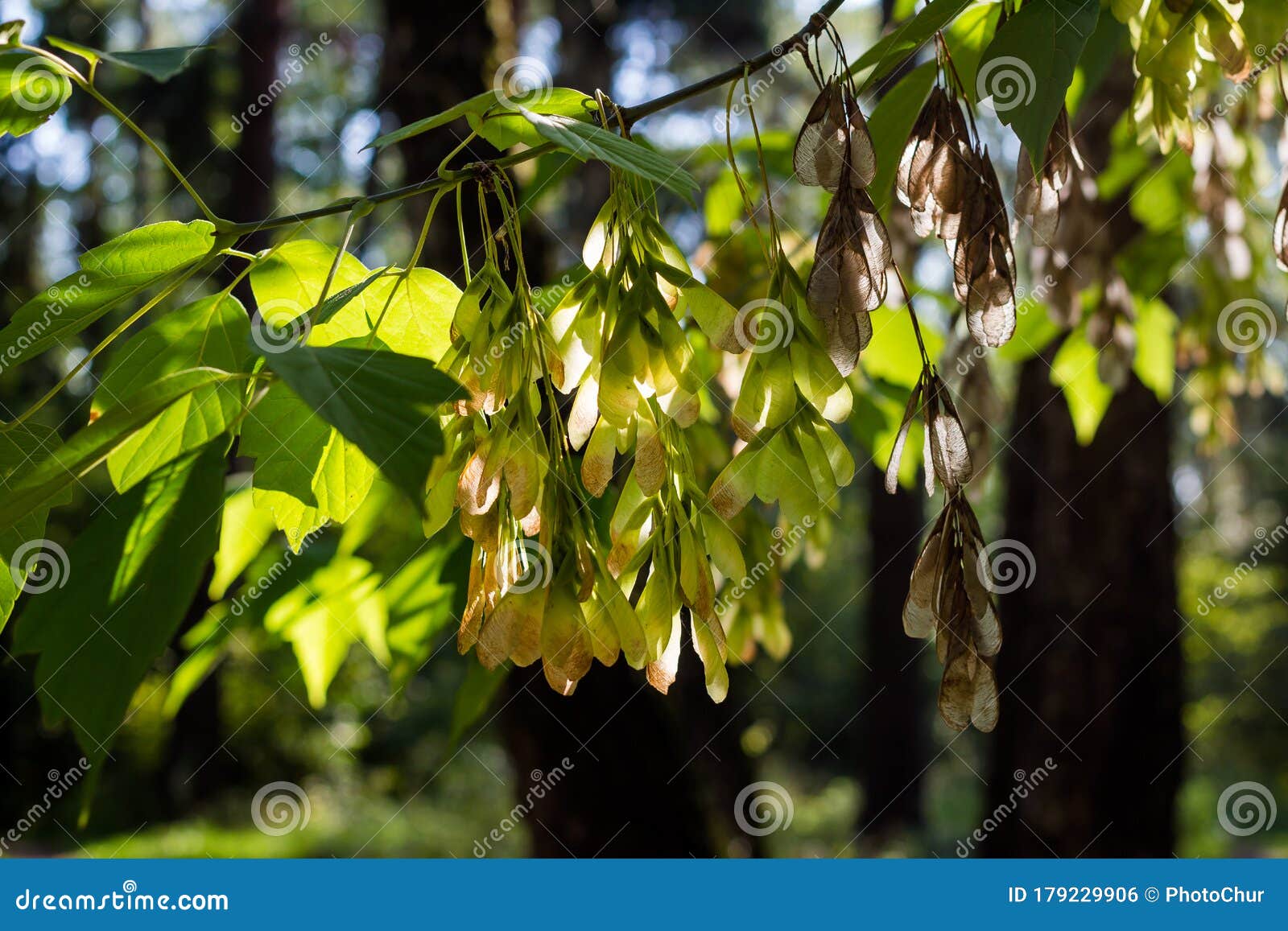 Samara of the Box Elder Maple in the Bright Sun Stock Photo - Image of ...