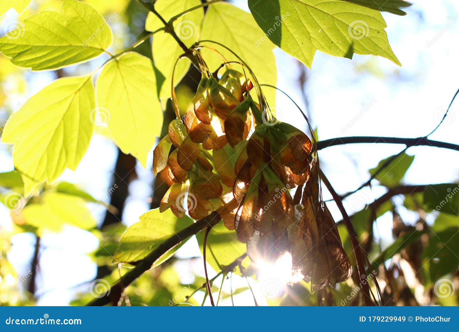 Samara of the Box Elder Maple in the Bright Sun Stock Image - Image of ...