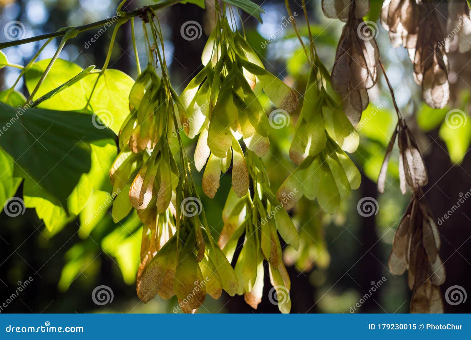 Samara of the Box Elder Maple in the Bright Sun Stock Image - Image of ...