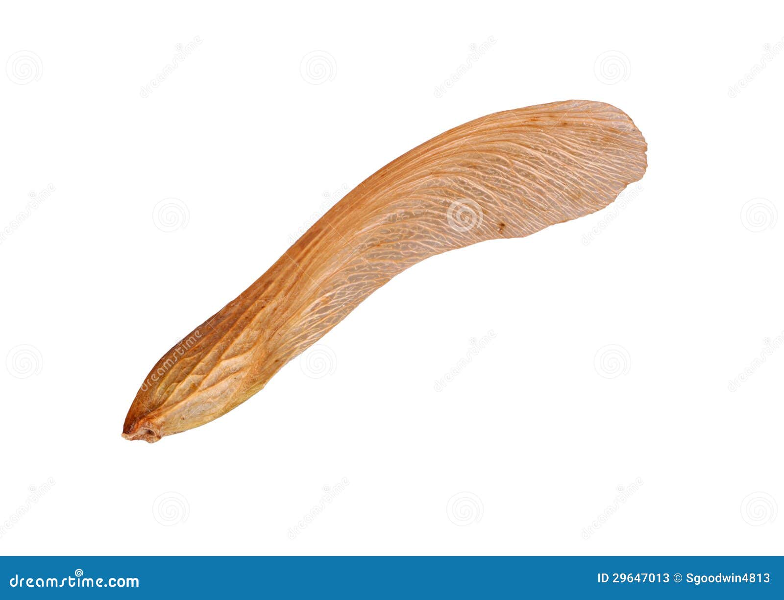 Samara Del Arce Aislado Contra Blanco Imagen de archivo - Imagen de ...