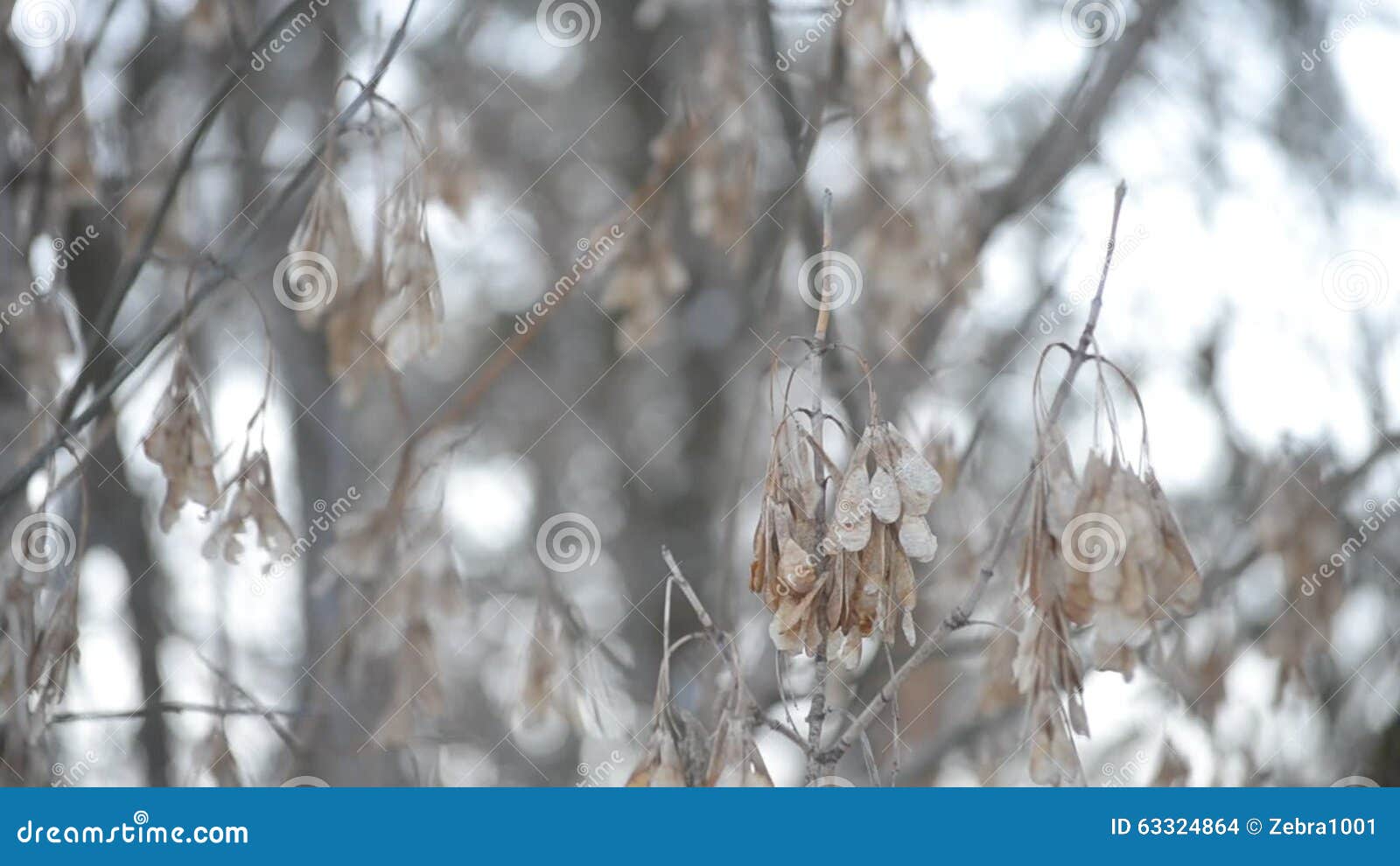 Samara Fruit Seeds of Leafless Box Elder Tree Stock Footage - Video of ...