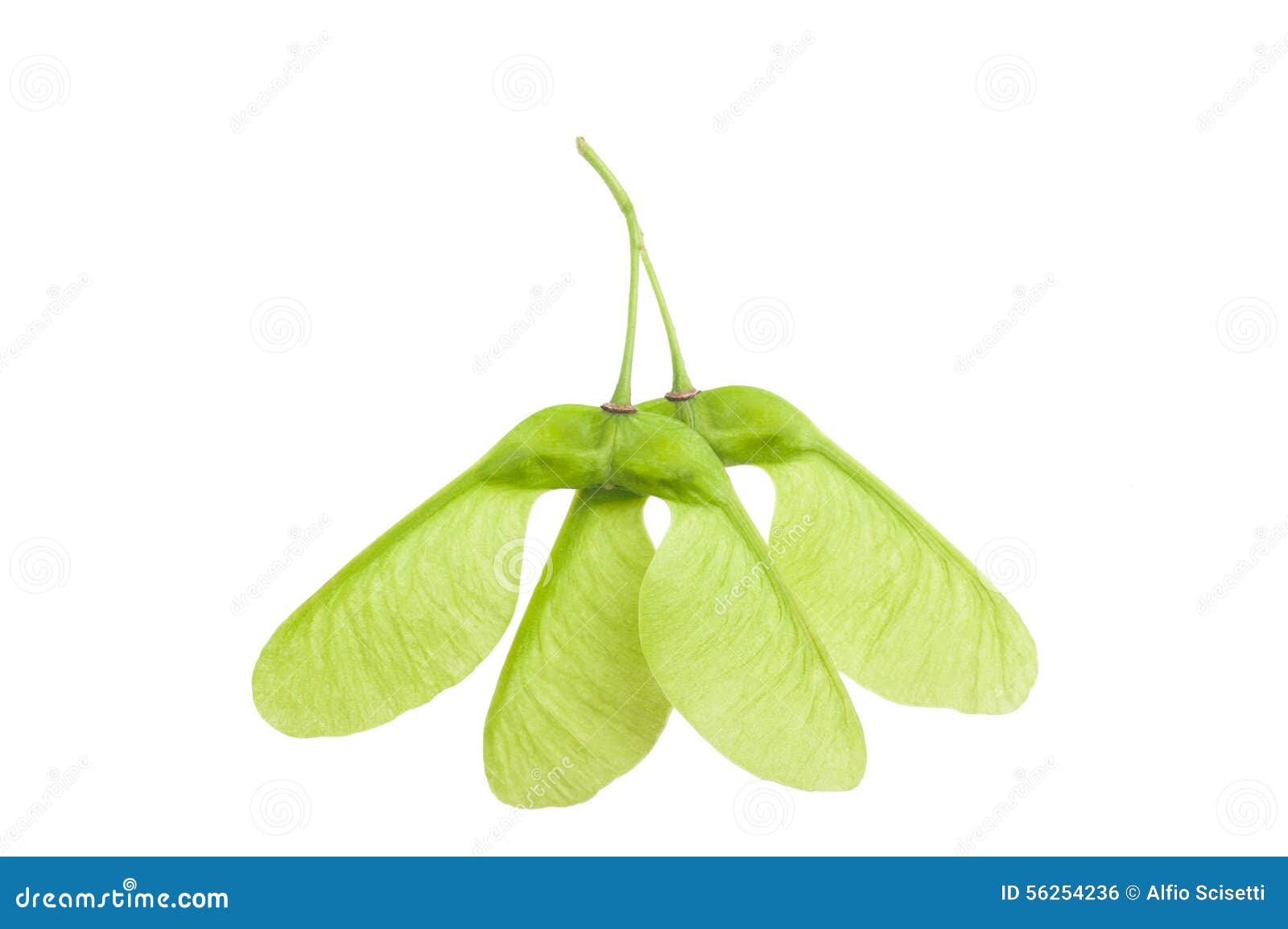 Samara stock photo. Image of seasonal, seed, outdoor - 56254236