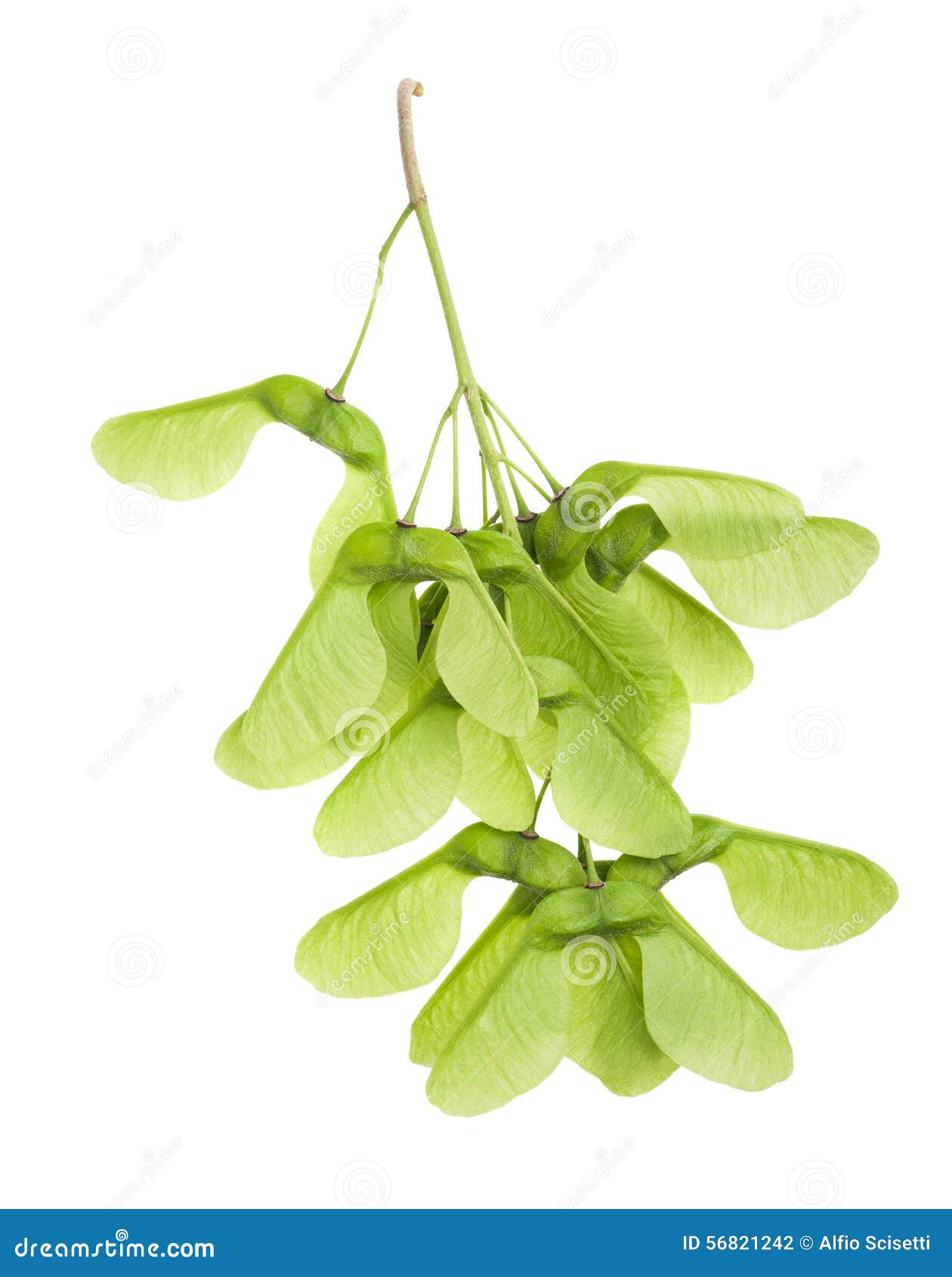 Samara stock photo. Image of botanical, form, nature - 56821242