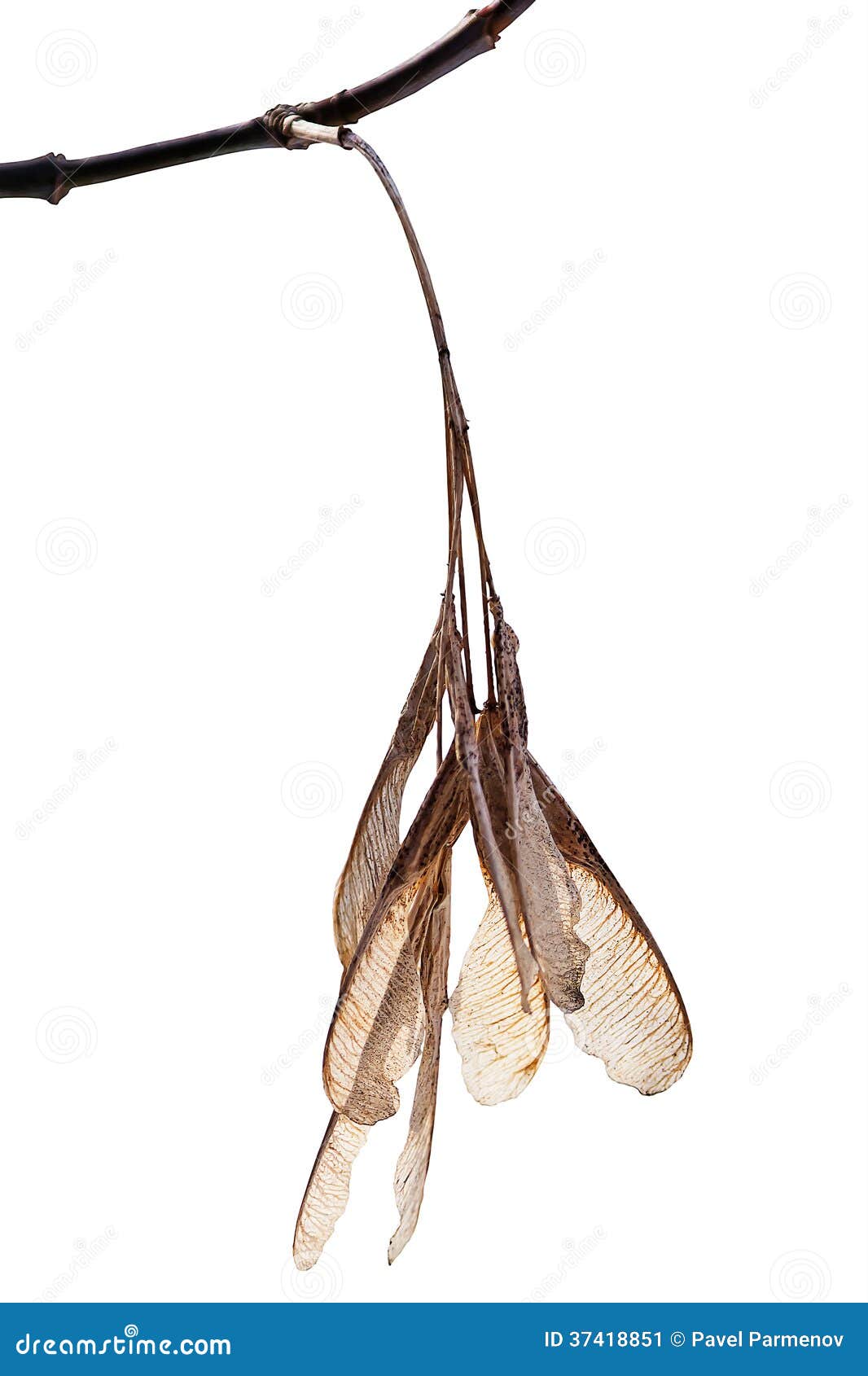 Samara maple stock image. Image of inflorescence, aquifolium - 37418851