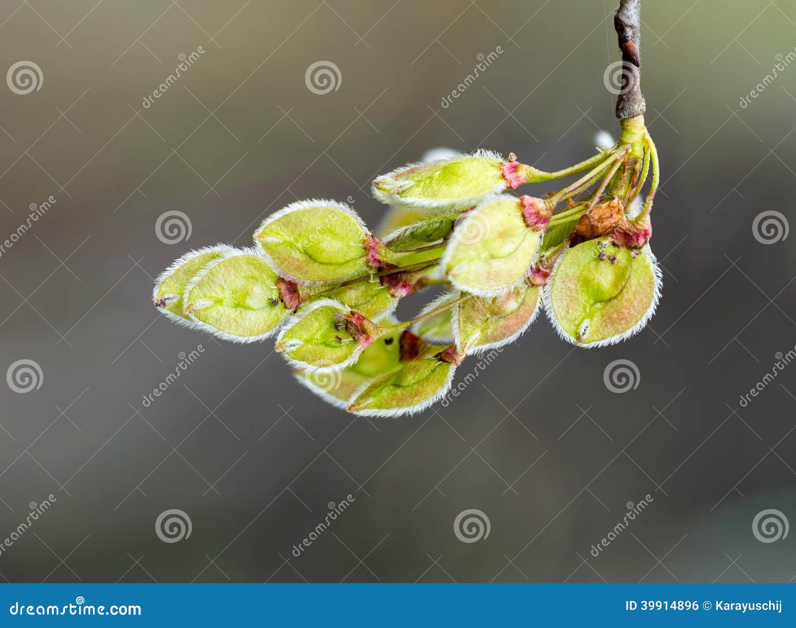 Samara Pod stock photo. Image of plant, season, detail - 39914896