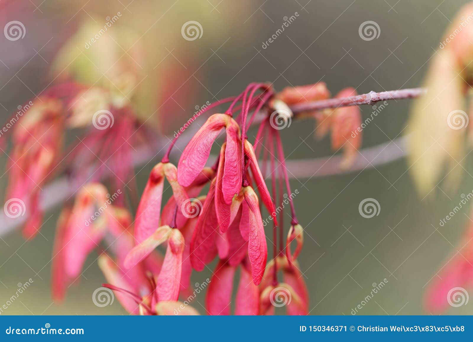 Samara of a Red Maple, Acer Rubrum Stock Image - Image of fruit, plant ...