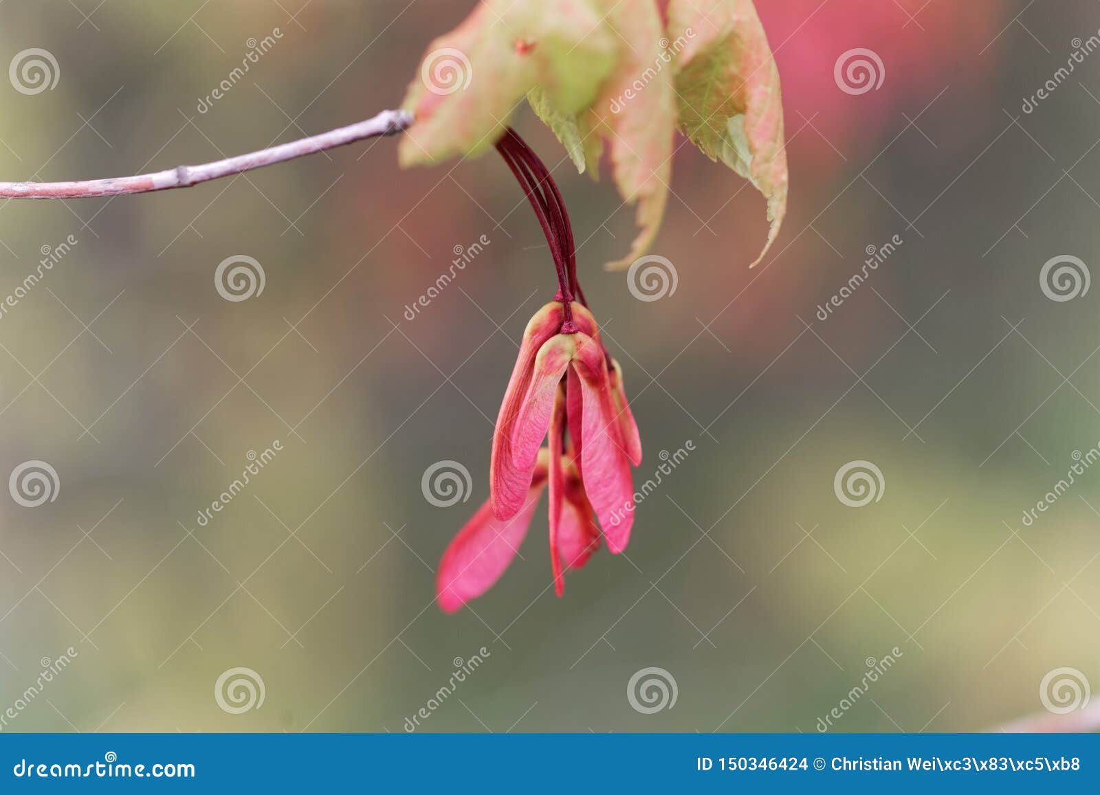 Samara of a Red Maple, Acer Rubrum Stock Photo - Image of grow, forest ...