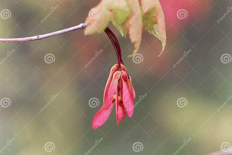 Samara of a Red Maple, Acer Rubrum Stock Photo - Image of grow, forest ...