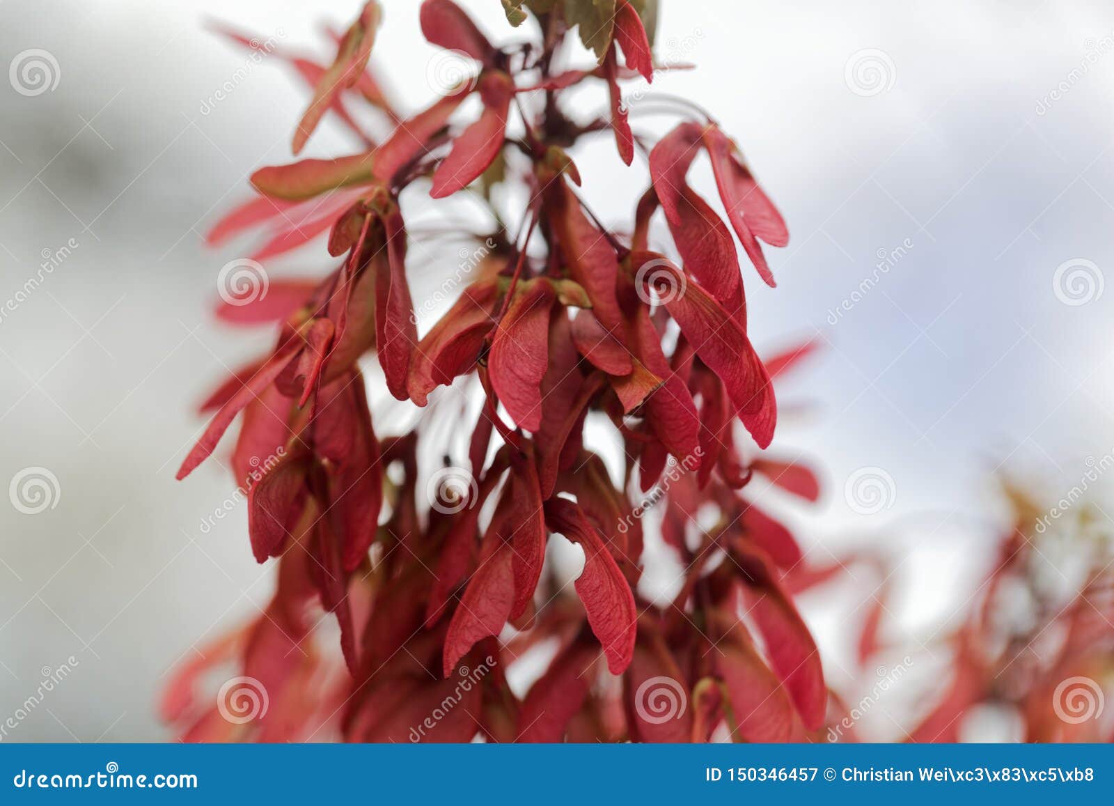 Samara-Acer Palmatum Thunb Royalty-Free Stock Photography ...