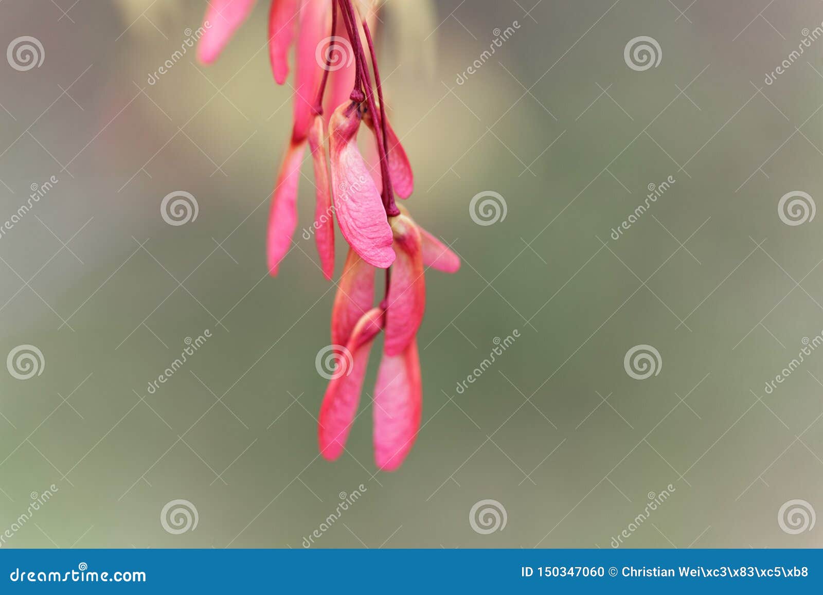 Samara of a Red Maple, Acer Rubrum Stock Photo - Image of branch ...