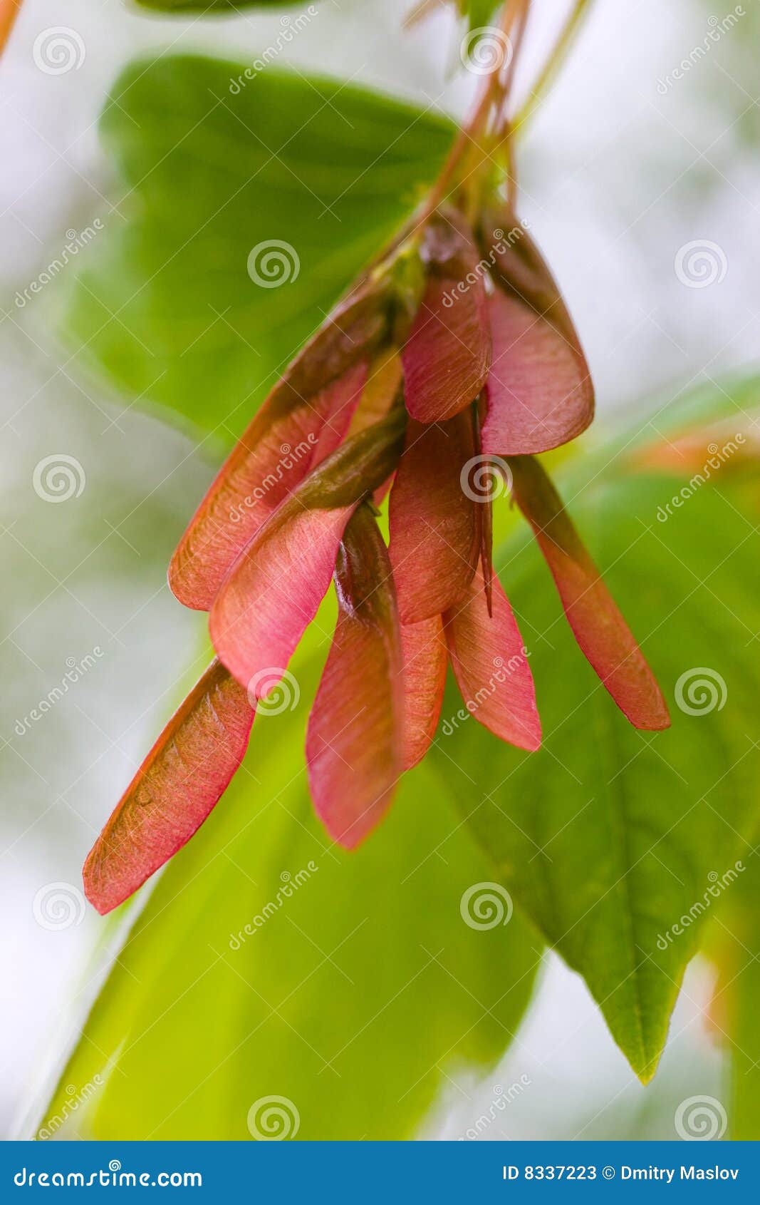 Samaras imagen de archivo. Imagen de cubo, vuelo, planta - 8337223