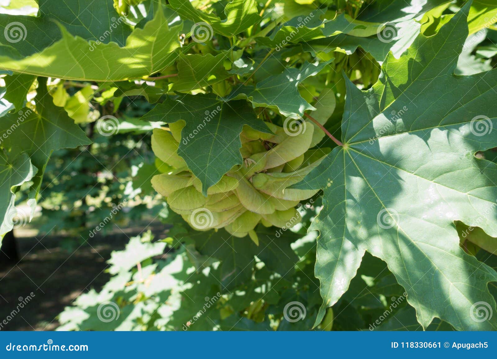 Samaras in the Leafage of Norway Maple Stock Image - Image of plant ...