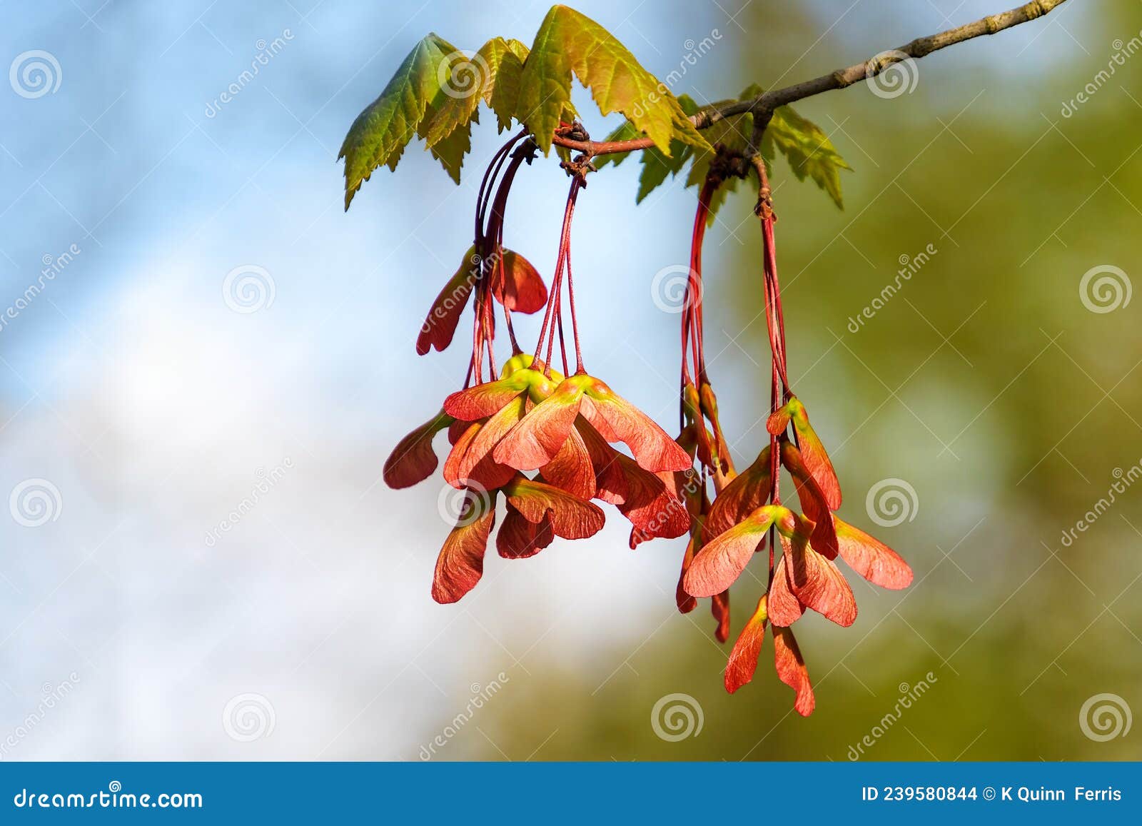 Samaras of Red Maple Tree in Spring Stock Photo - Image of background ...