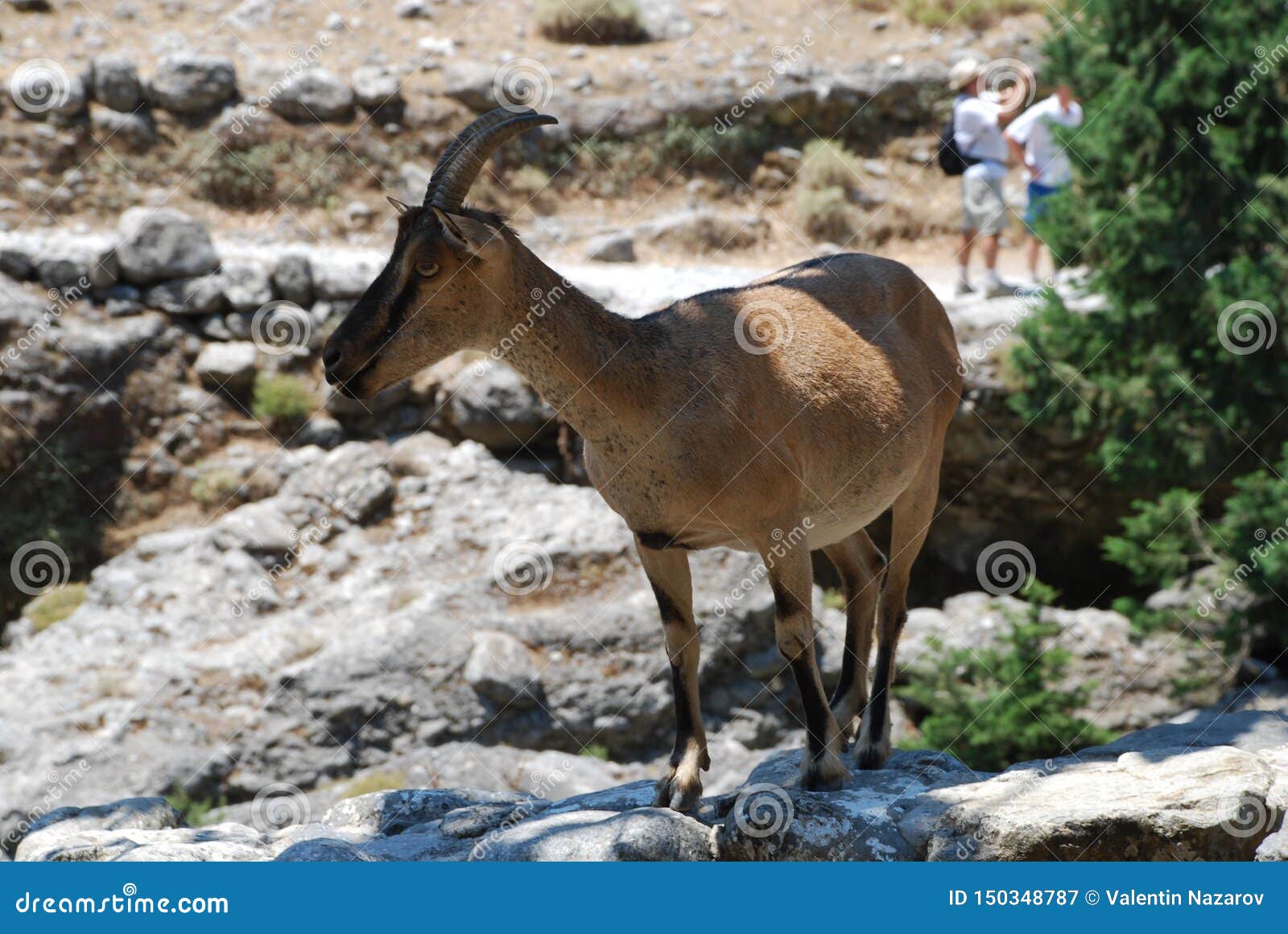 Samaria Gorge, Crete, Mountain Goats Stock Image - Image of stone ...