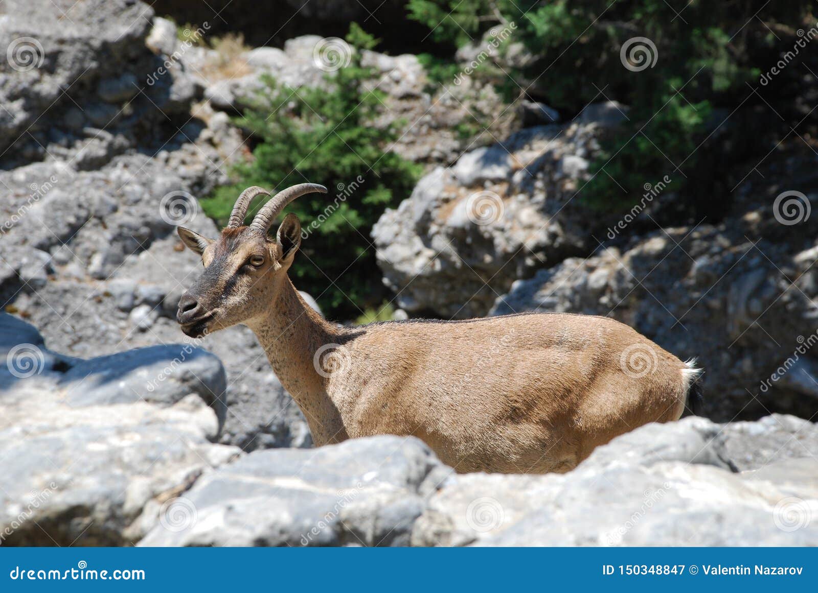 Samaria Gorge, Crete, Mountain Goats Stock Image - Image of stone, park ...