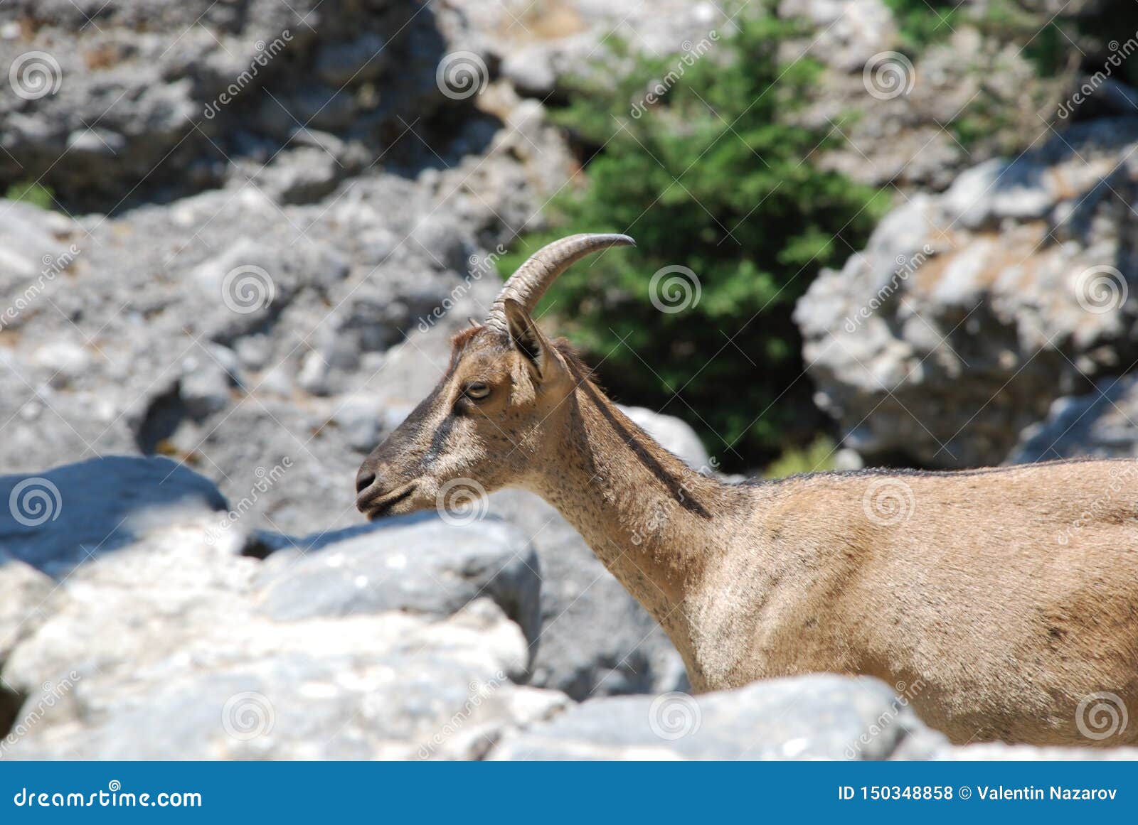 Samaria Gorge, Crete, Mountain Goats Stock Photo - Image of mammal ...